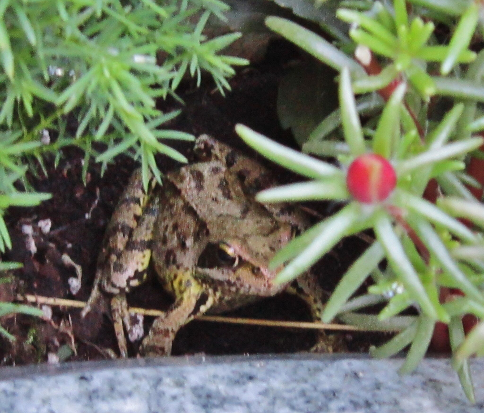 Was ist das für ein Frosch ? - Burgdorf