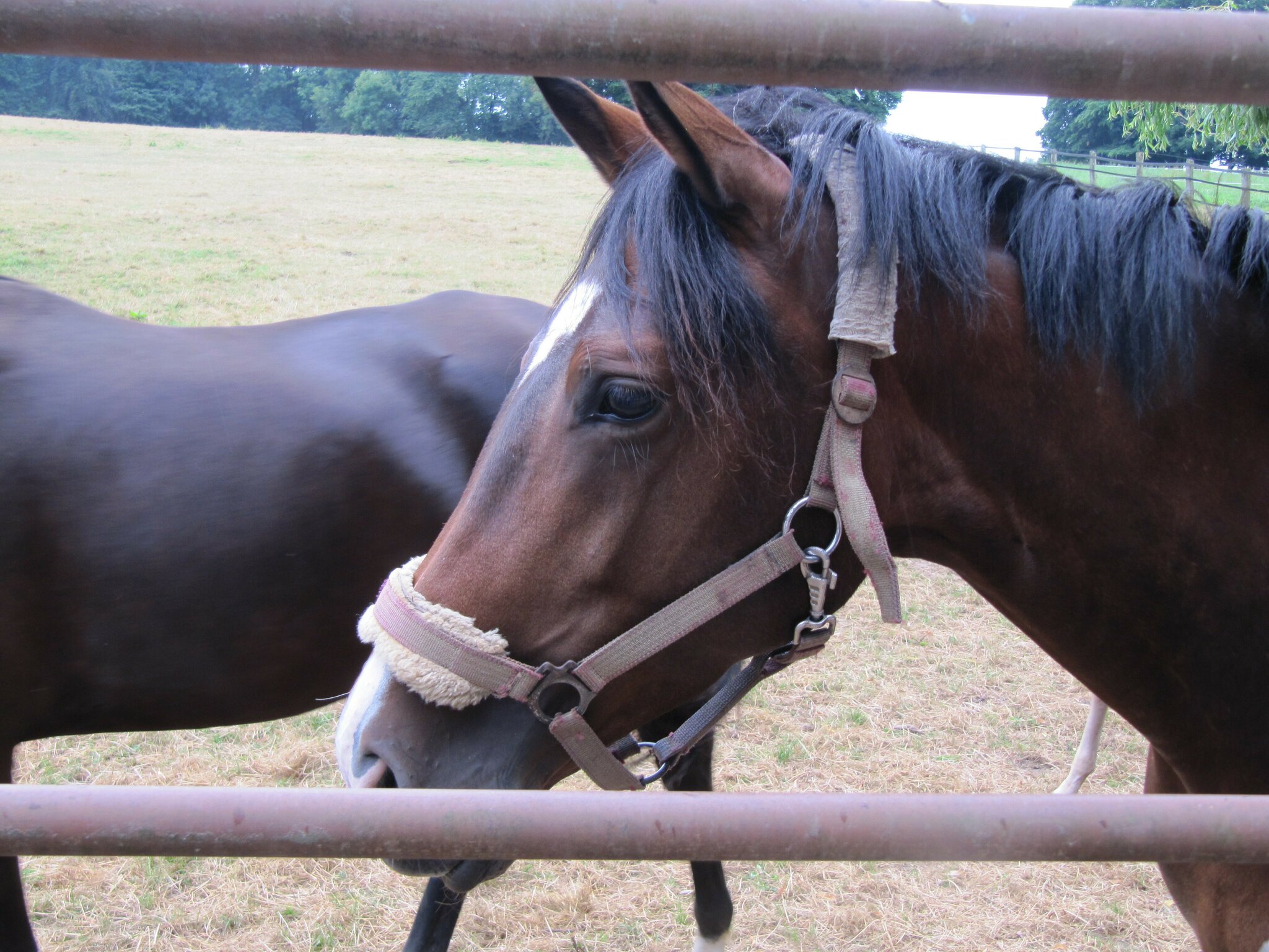 Die Senioren der Leichtatlethensparte des TSV Barsinghausen ...