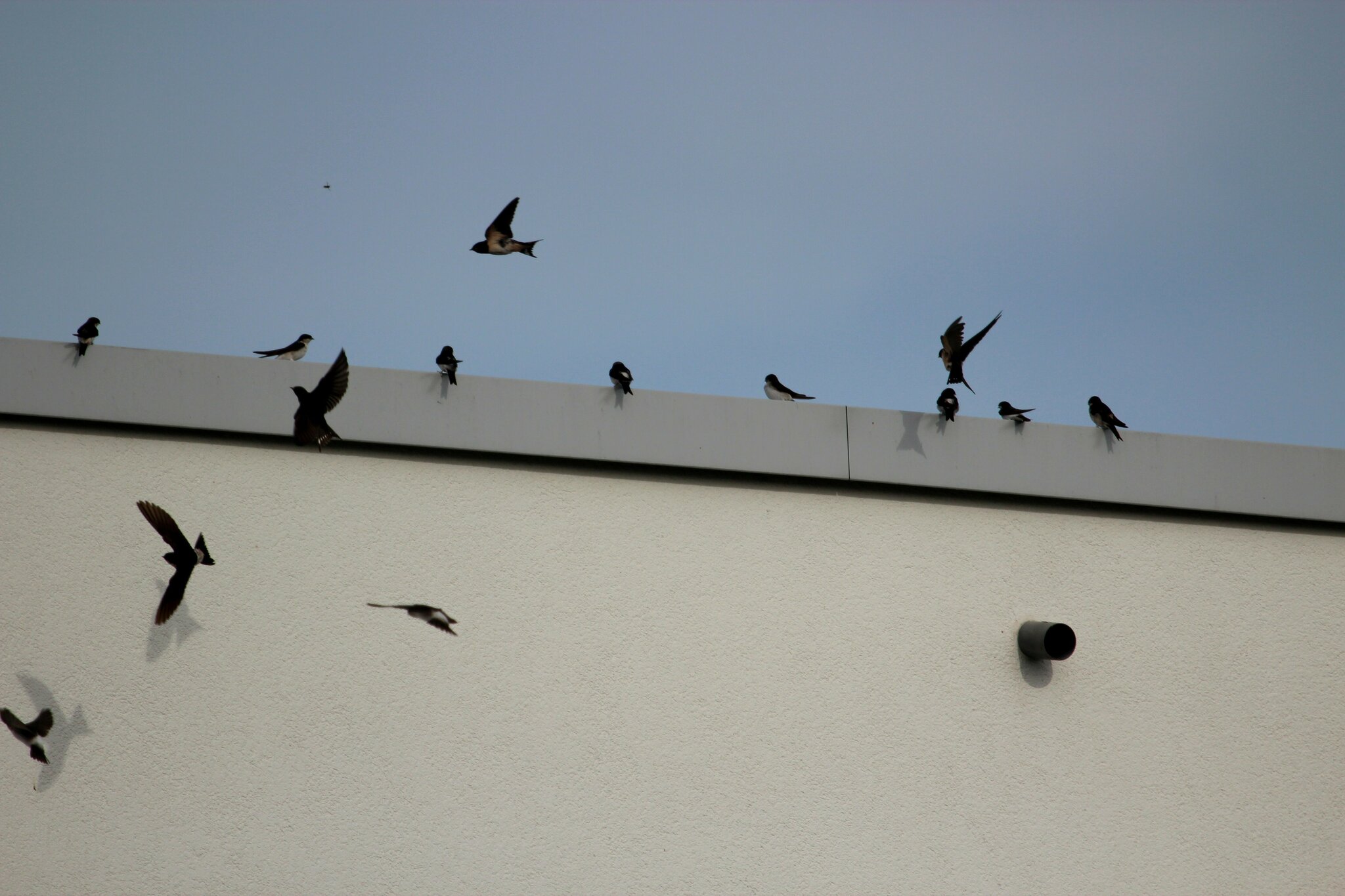 Schwalben-Invasion am Wildpark - Düsseldorf