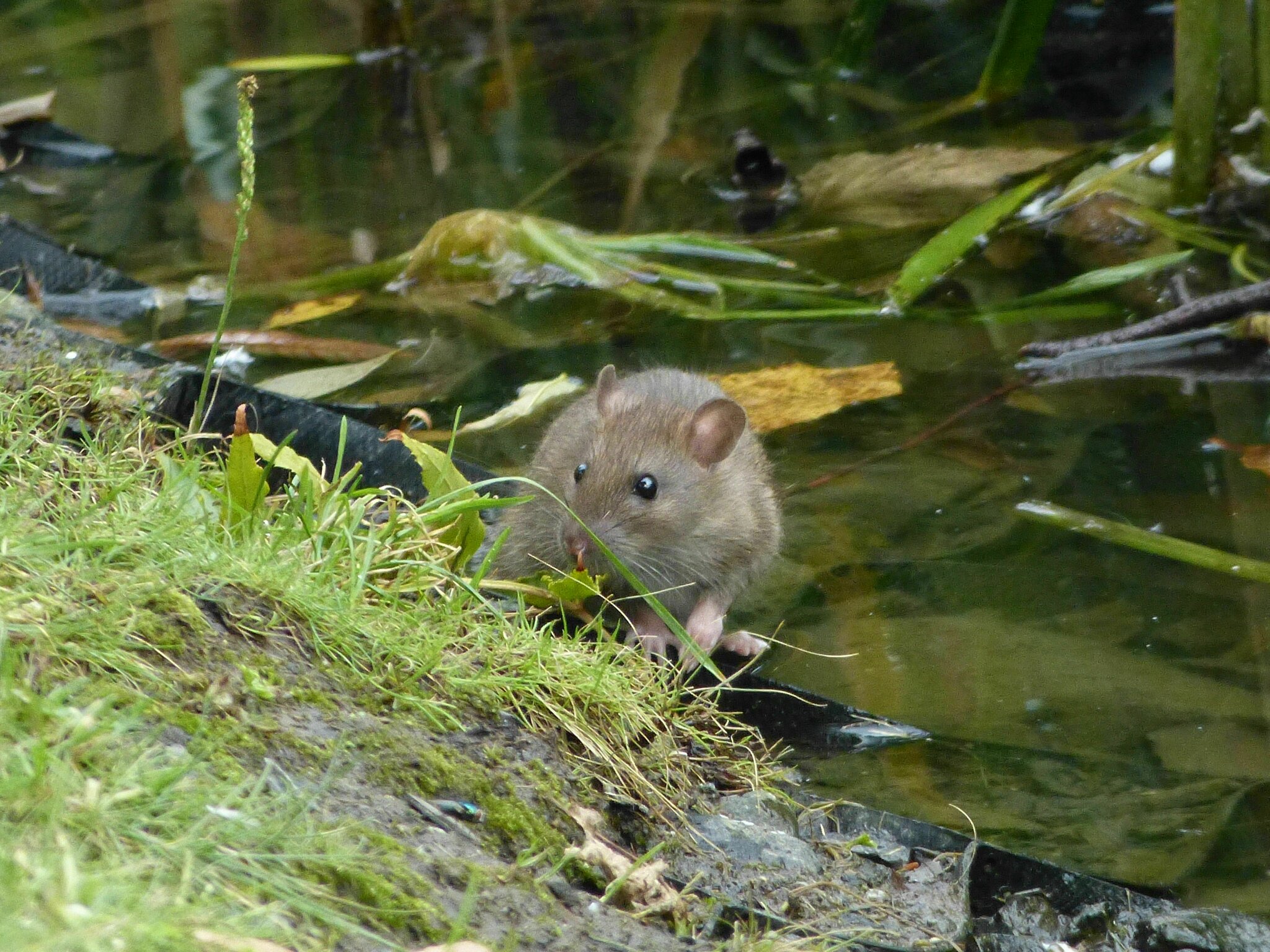 Die kleine,"freche" Ratte. - Hohenahr