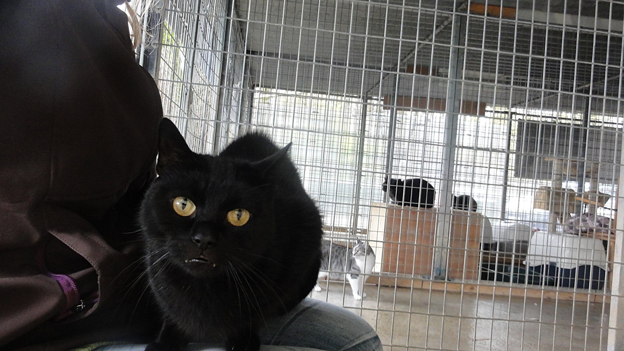 Armer schwarzer Kater.... - Dillingen