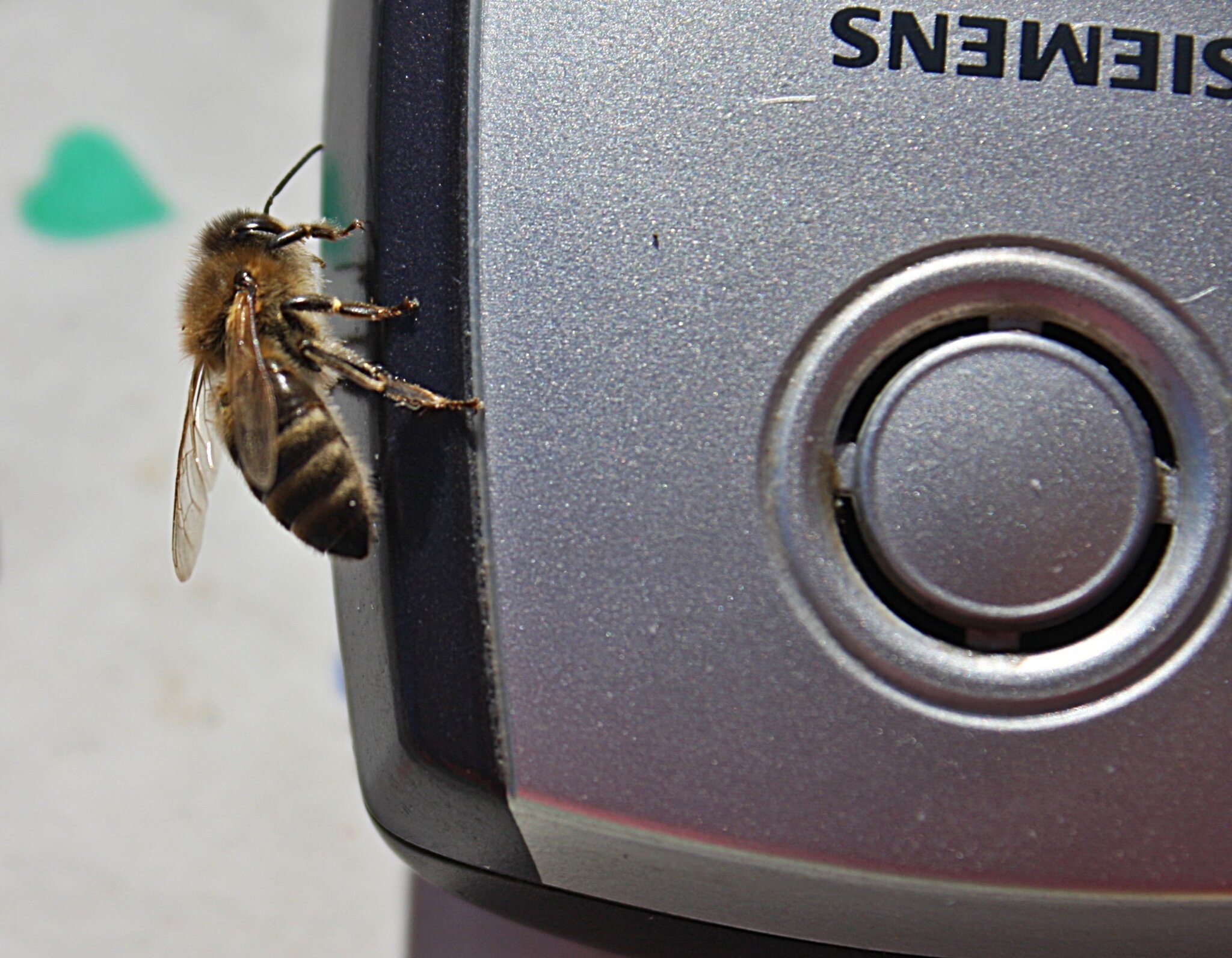 die erste Wespe gesichtet...dem Anschein nach leidet sie an Geschmacksverirrung... - Marburg