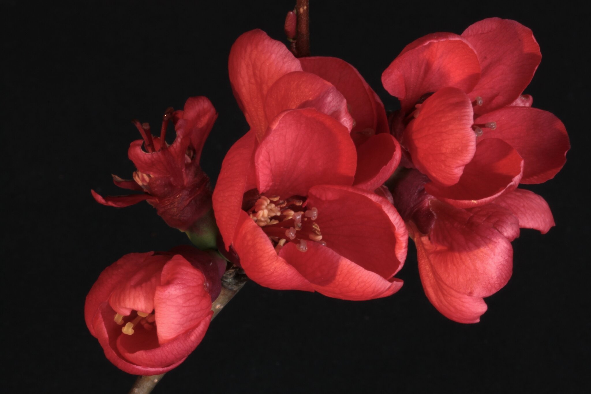 "Japanische Zierquitte" (Chaenomeles), auch Scheinquitte genannt ...