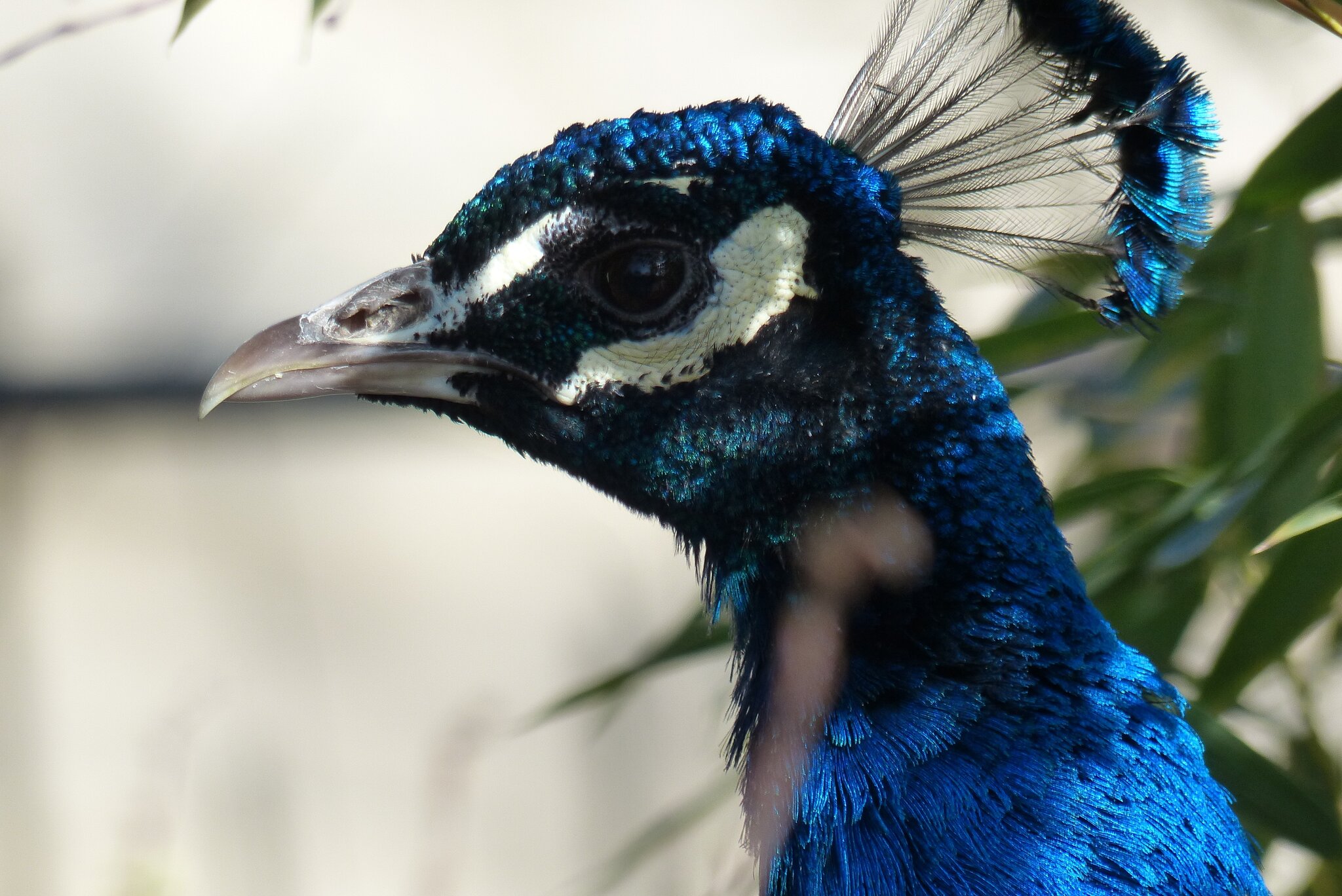 Der Blaue Pfau (Pavo cristatus) - Er gehört zur Familie der Fasanen und ...