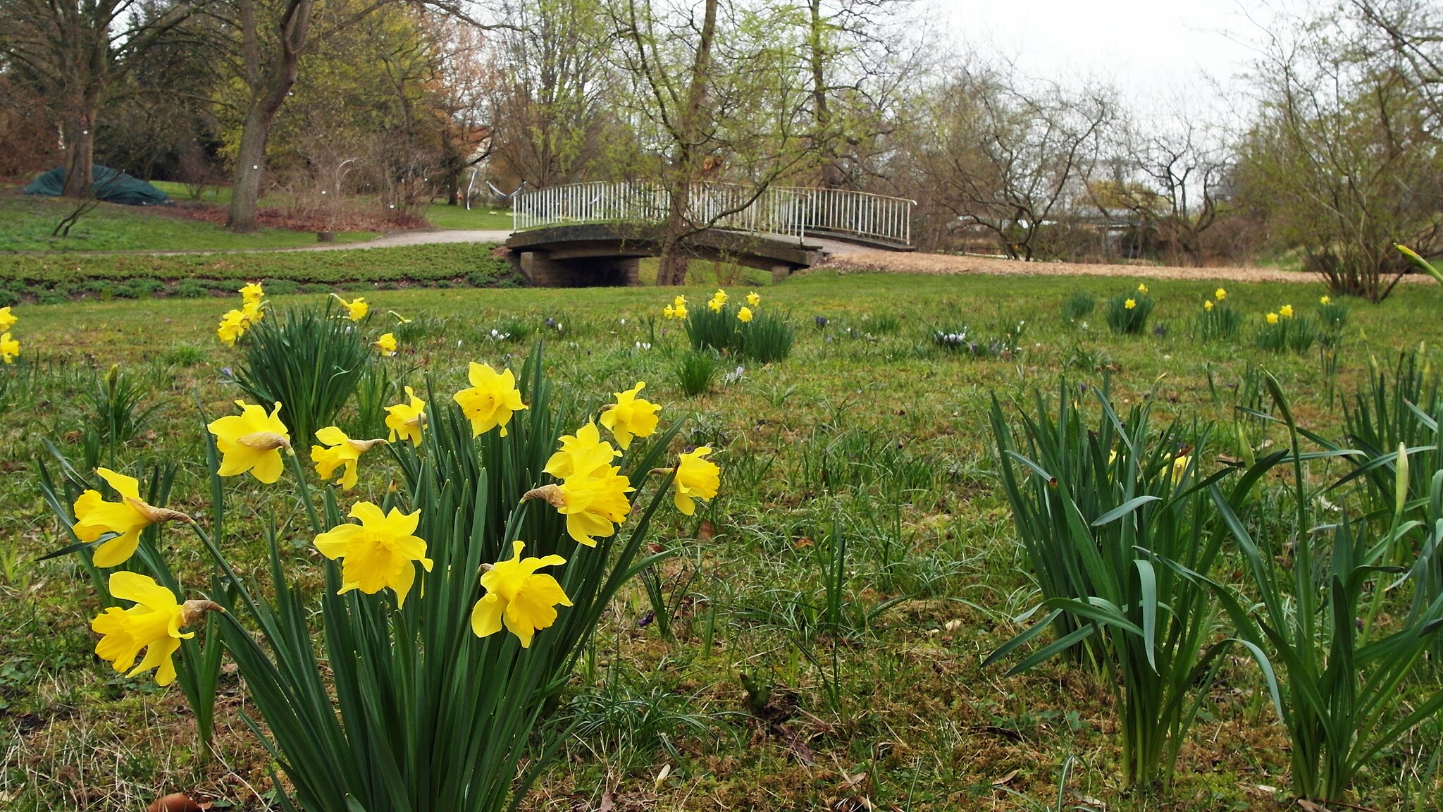 Frühlingsfarben im Botanischen Garten von Rostock - Rostock