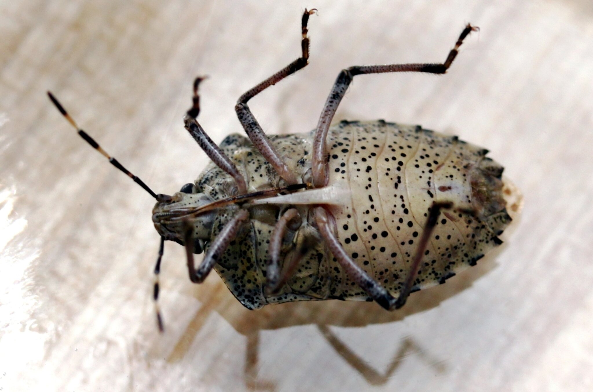 W a n z e n: Seht euch mal die Wanze an, wie die Wanze tanzen kann ...