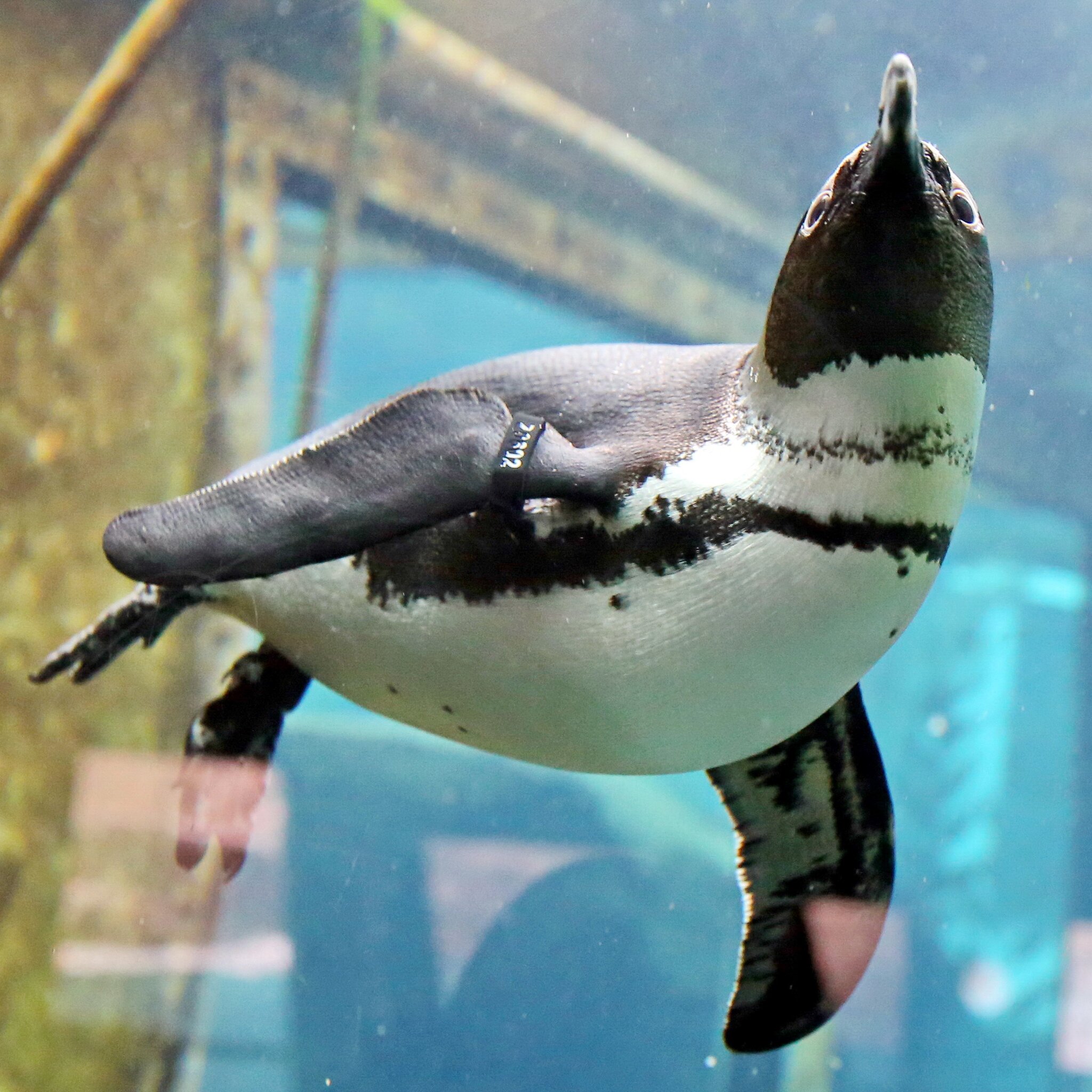 Pingu-Flieger - Hannover-Zoo
