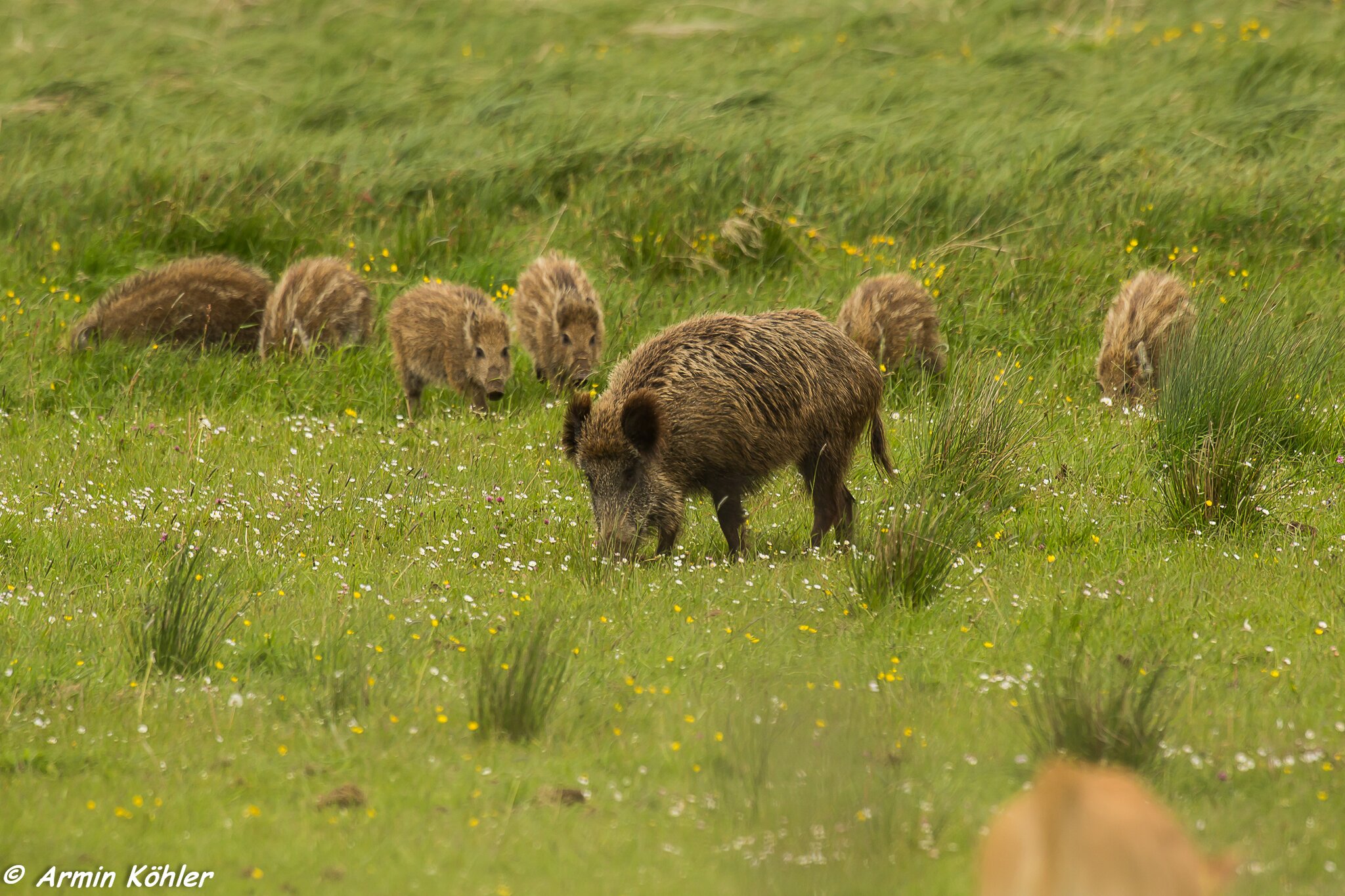 Bache mit Frischlingen auf einer Viehweide - Rauschenberg