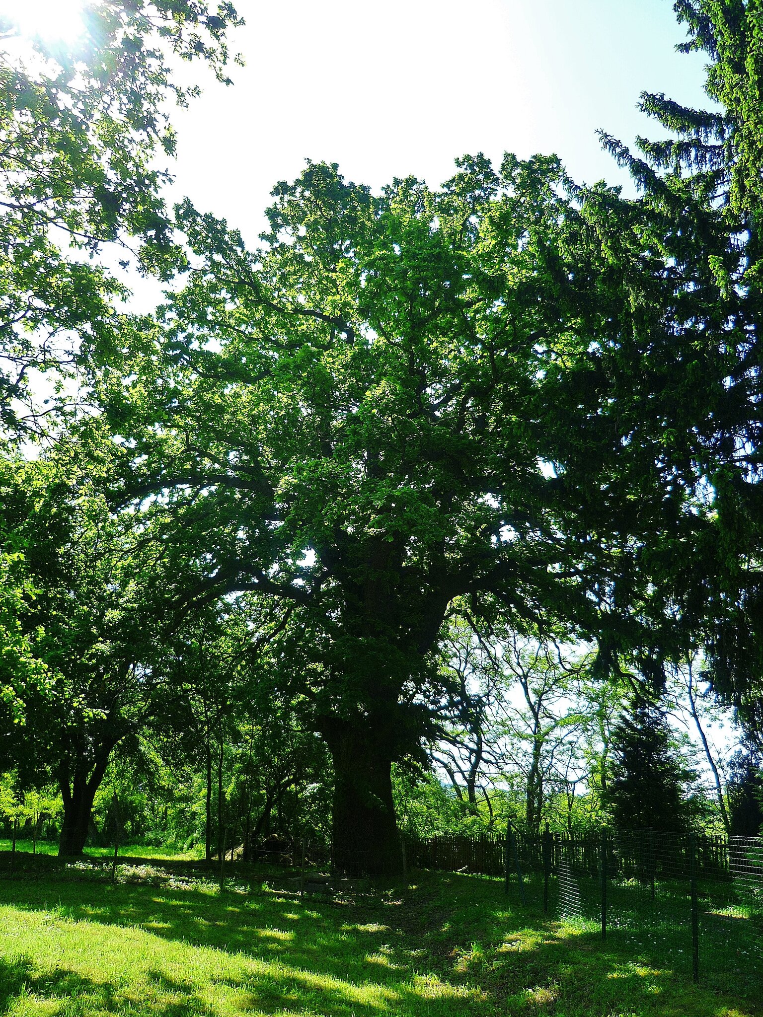 Die Traubeneiche (Quercus petraea) auf dem Klostergelände in Bad Bibra ...