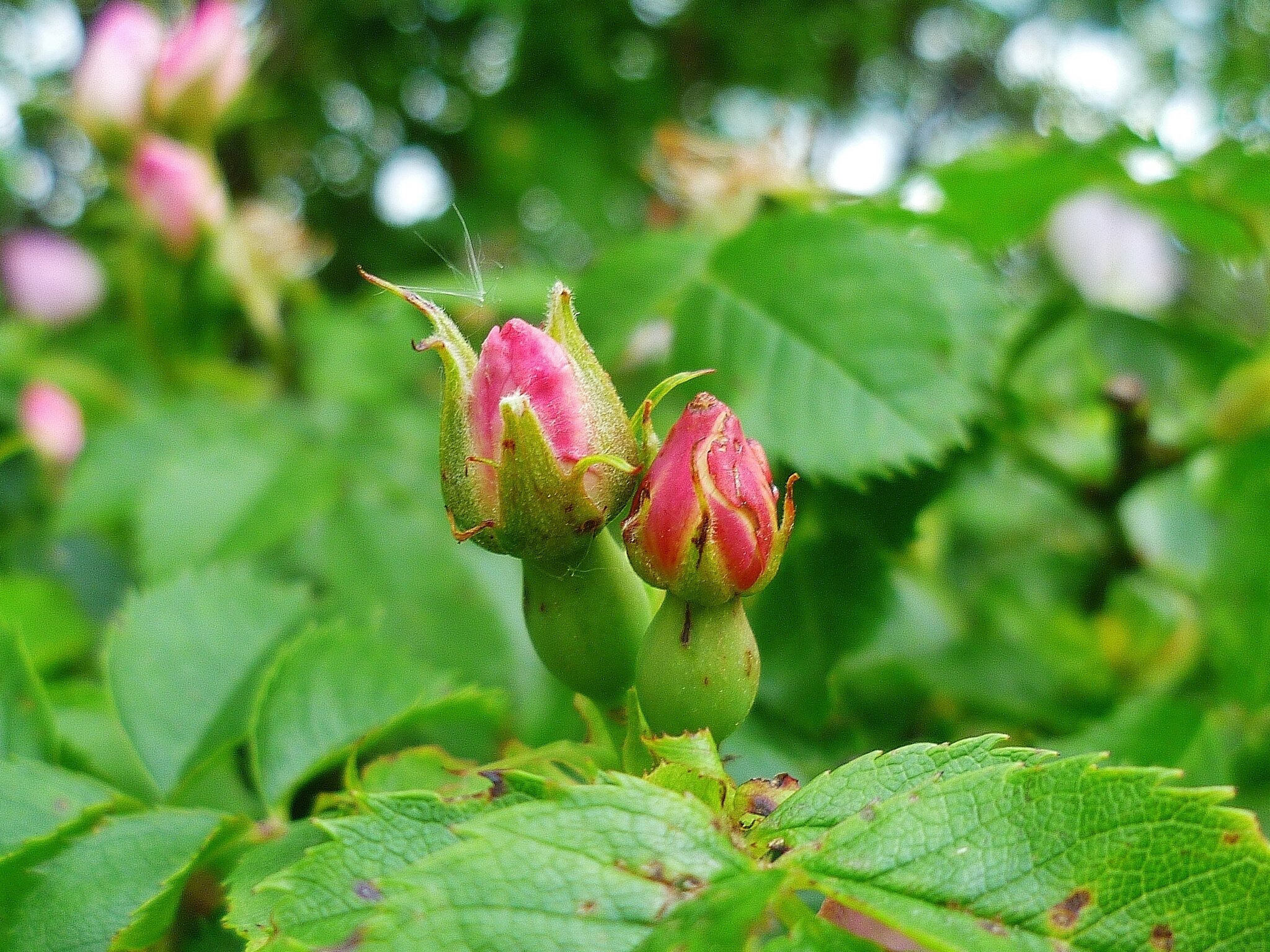 Wildrose (Rosa canina), auch Heckenrose oder Hundsrose genannt - blüht ...