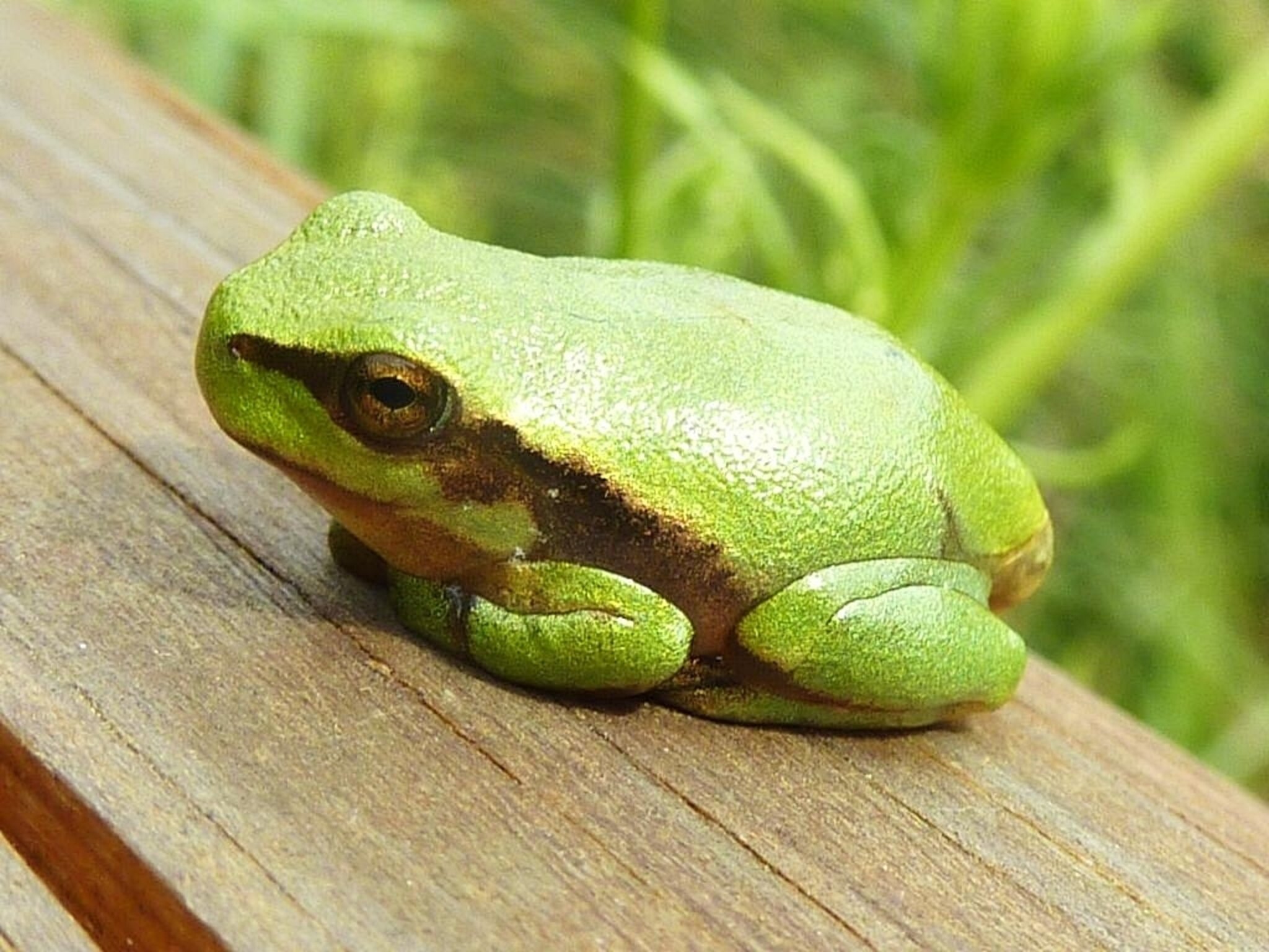 Laubfrösche & Co im Oppenweher Moor - Stemwede