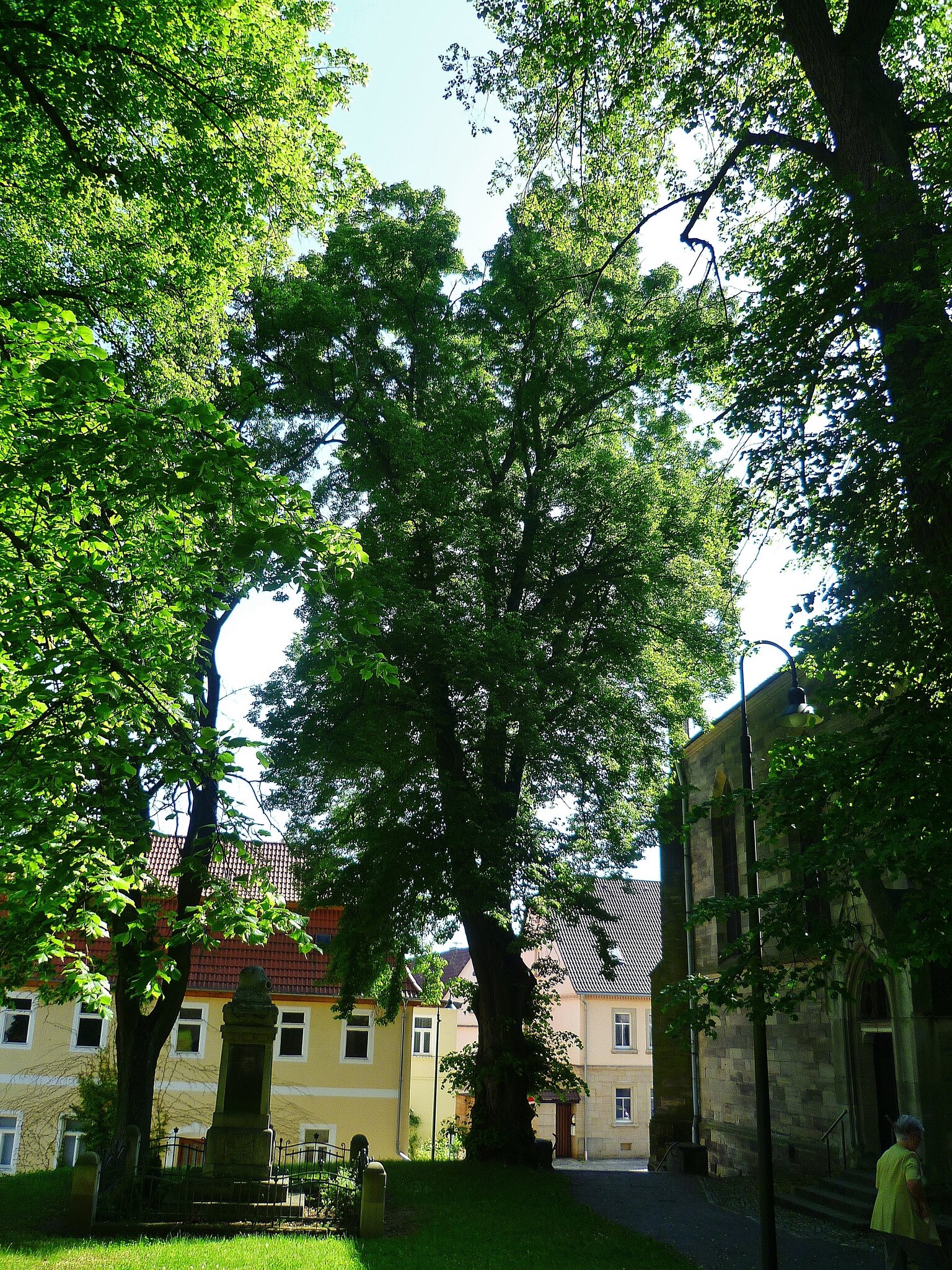 Die Maria-Magdalenen - Linde in Bad Bibra ! - Bad Bibra