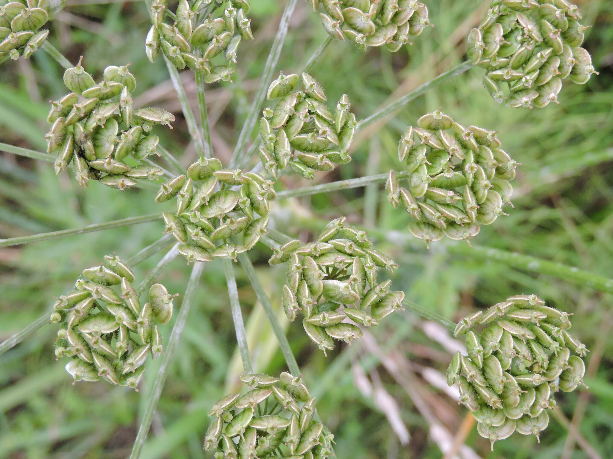Der Gefleckte Schierling - Schwabmünchen