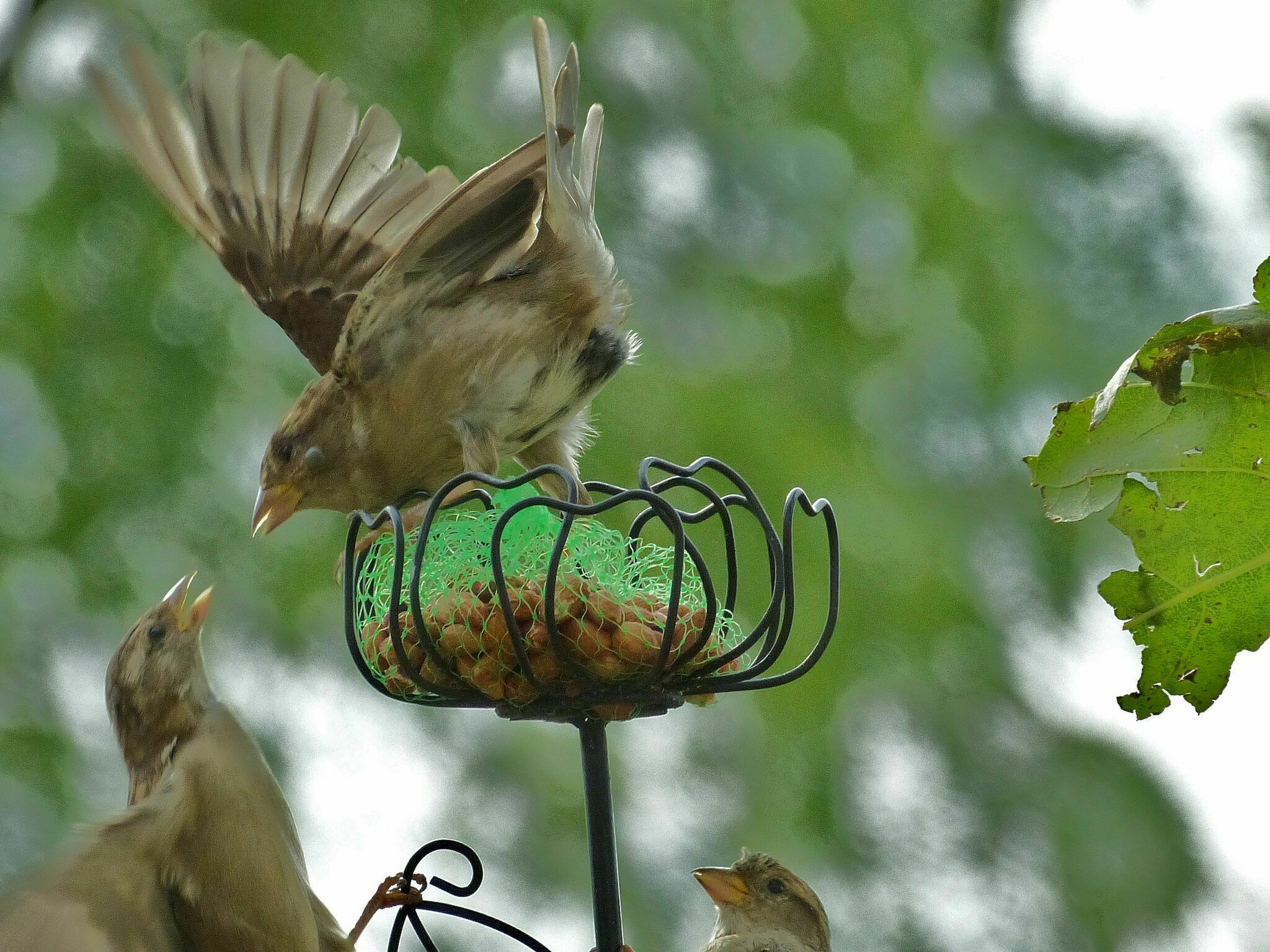Die Spatzen zanken sich an der Futterstelle - Laatzen