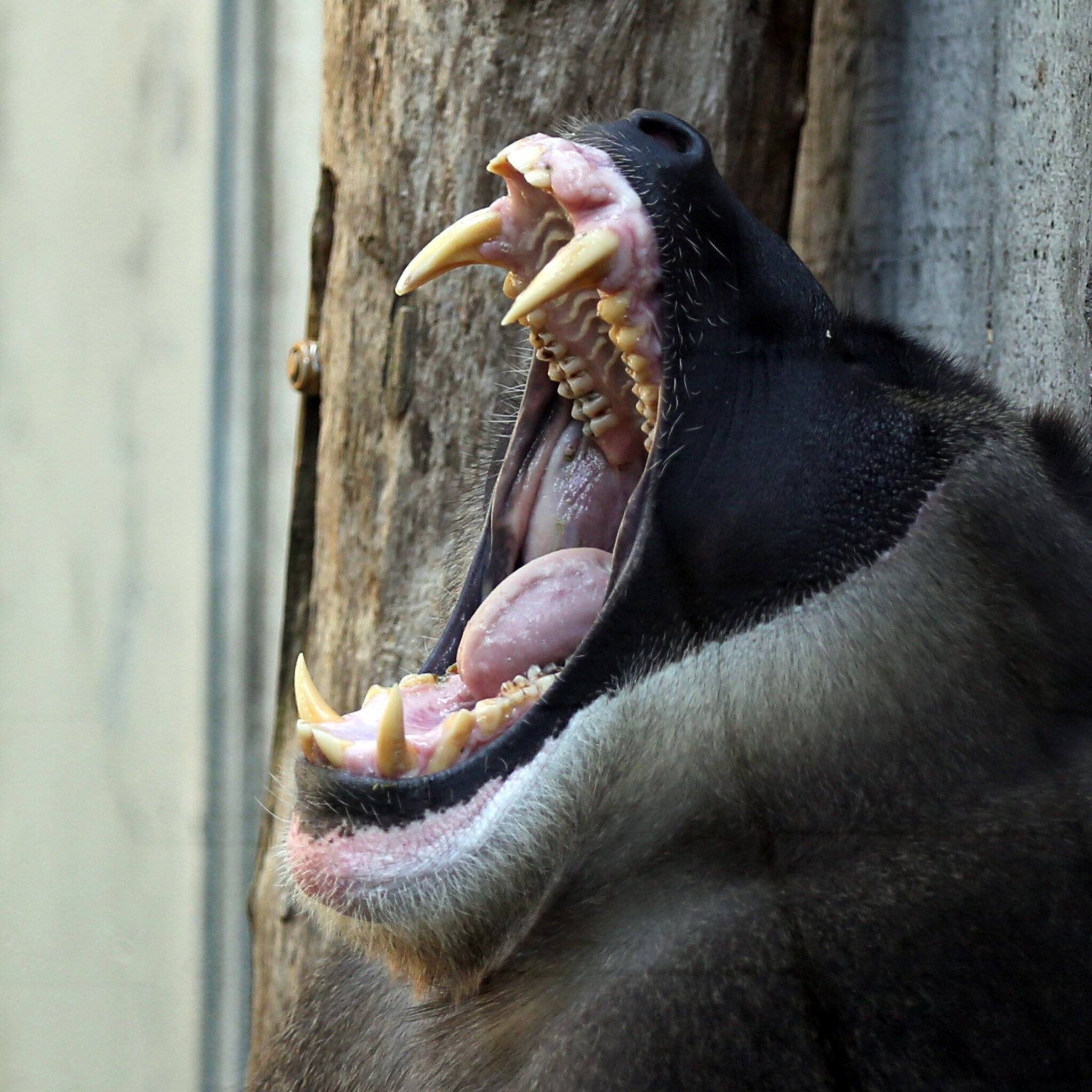 Die Zähne zeigen! - Hannover-Zoo
