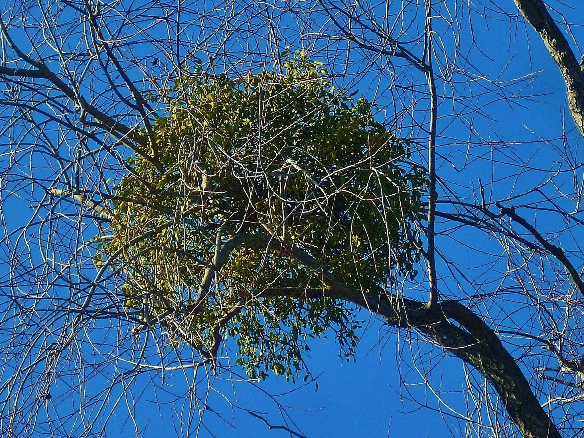 Die Mistel ist eine wundersame Pflanze ! - Nebra (Unstrut)
