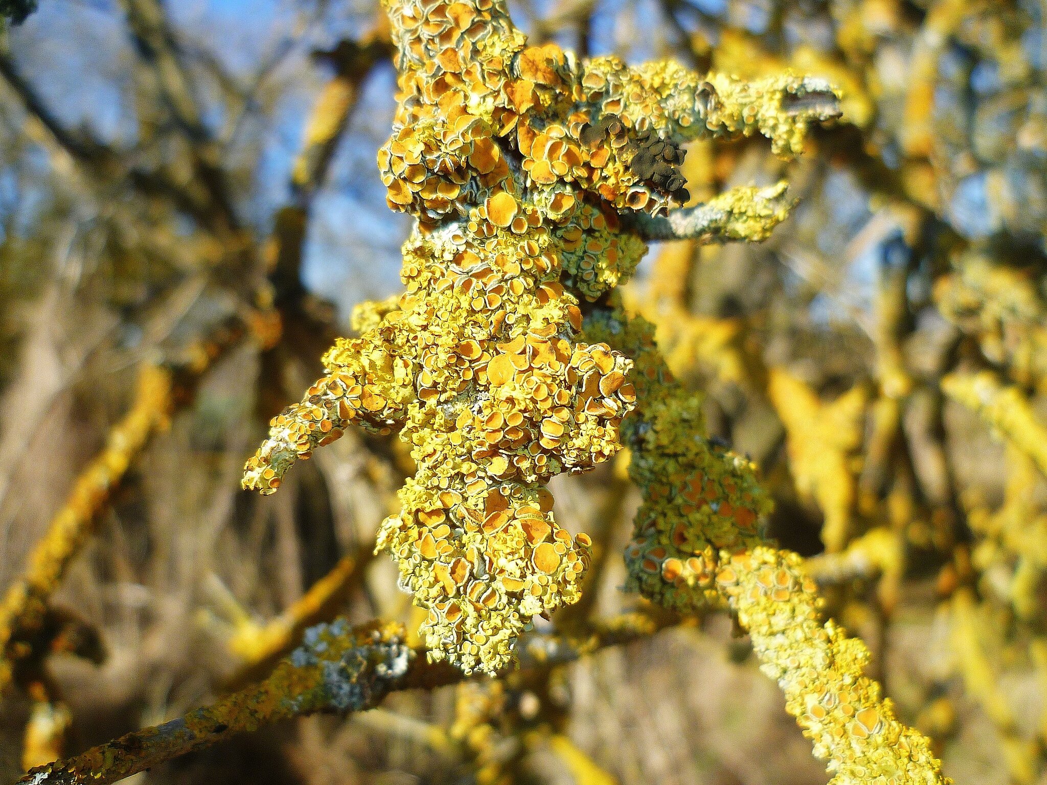 Flechten sind faszinierende Doppelwesen aus Algen und Pilzen ! - Nebra ...