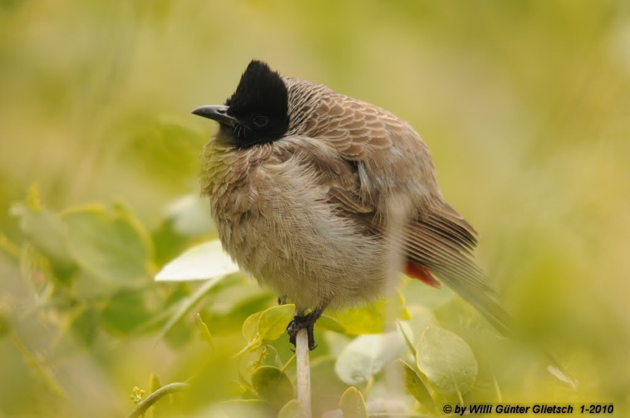 Die Vogelwelt Indiens - Edertal