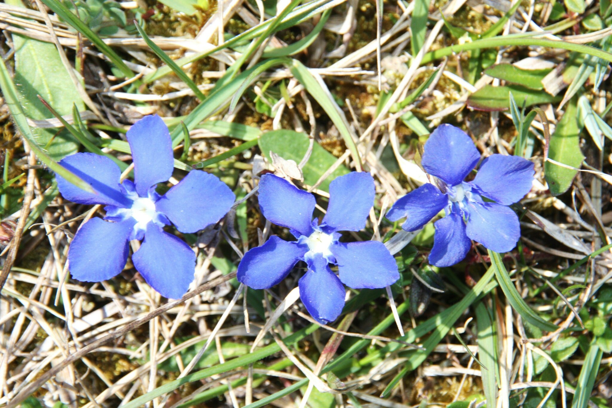 Der Frühlings-Enzian (Gentiana verna), - Donauwörth
