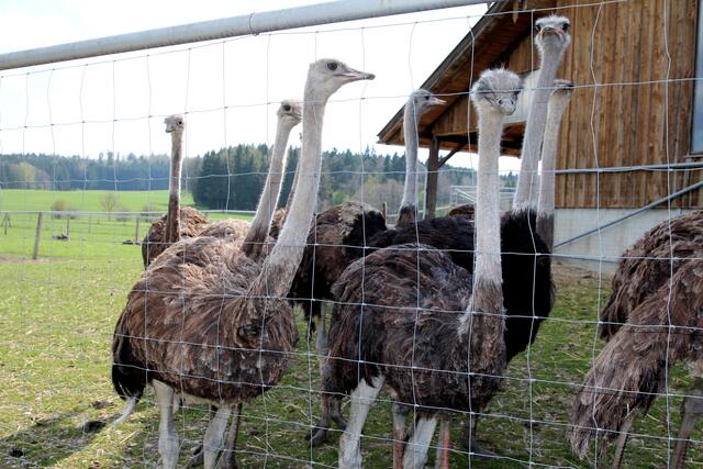 Endlich habe ich sie entdeckt - die Straußenfarm in meiner Nähe ...