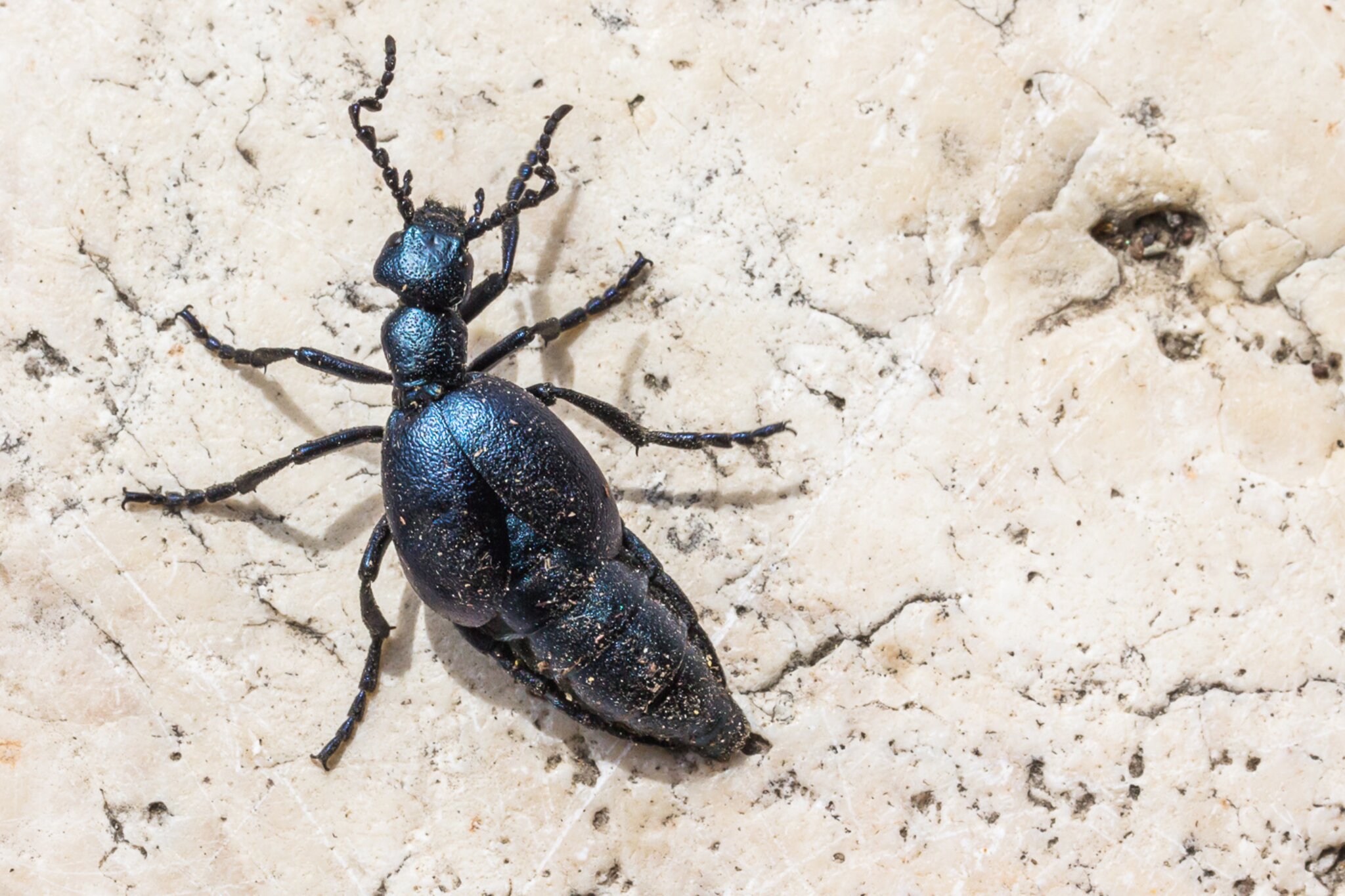 Mein Maiwurm und seine Mini-Vampire - Dillingen