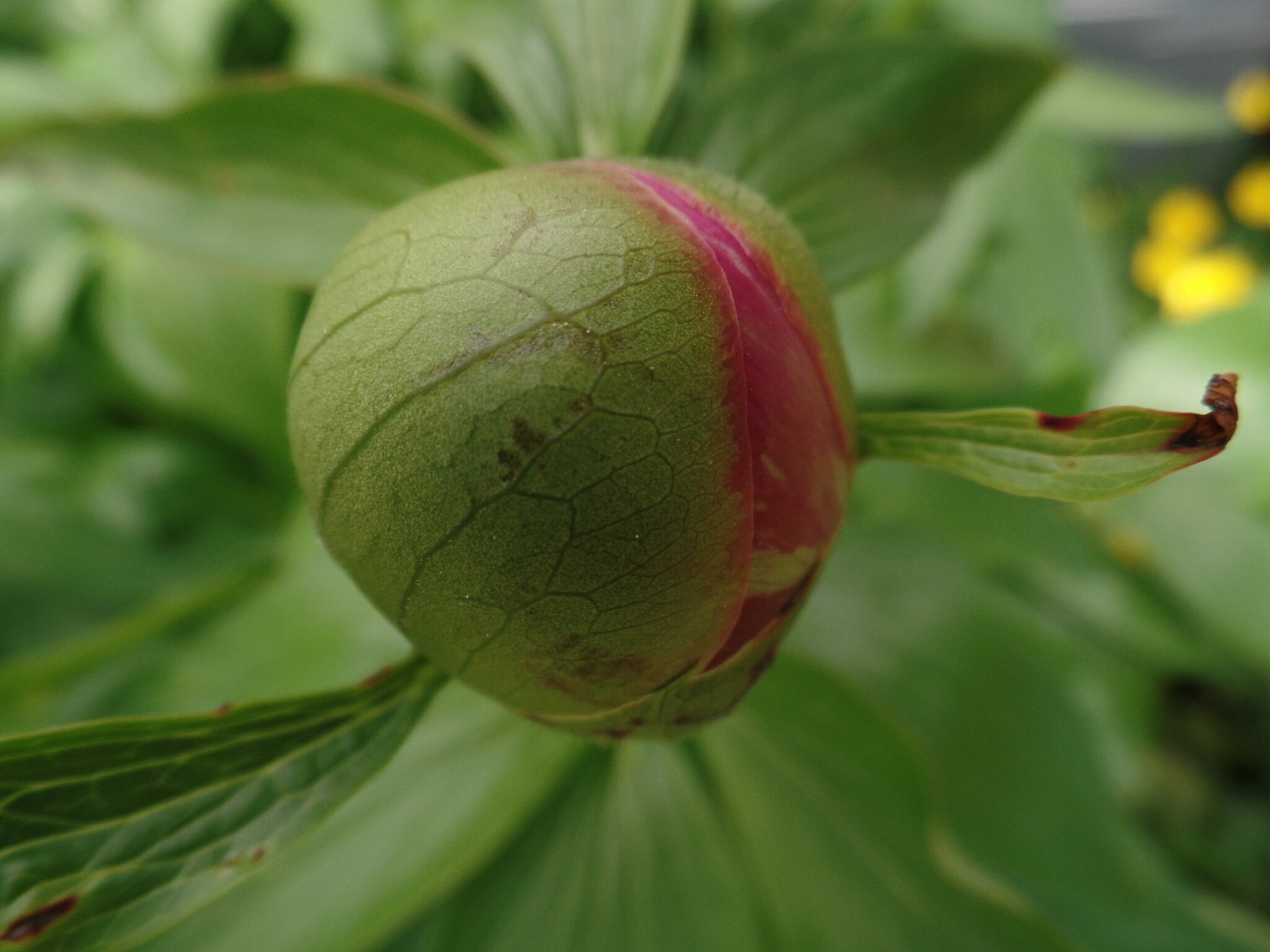 Von der Knospe zur Blüte, das Leben und Streben einer Pfingstrose ...