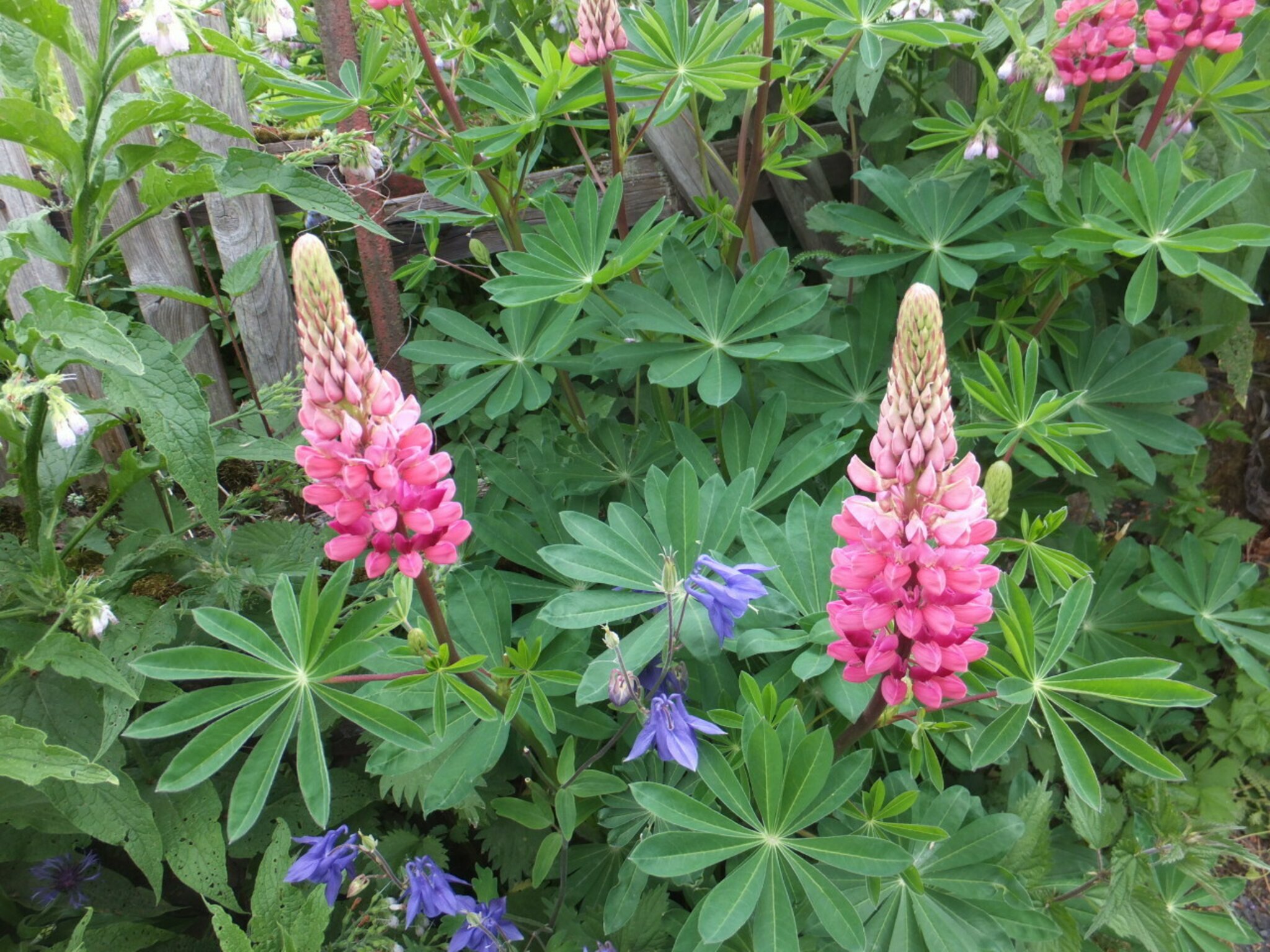 Sie ist nicht nur eine Blume am Wegesrand - Amöneburg