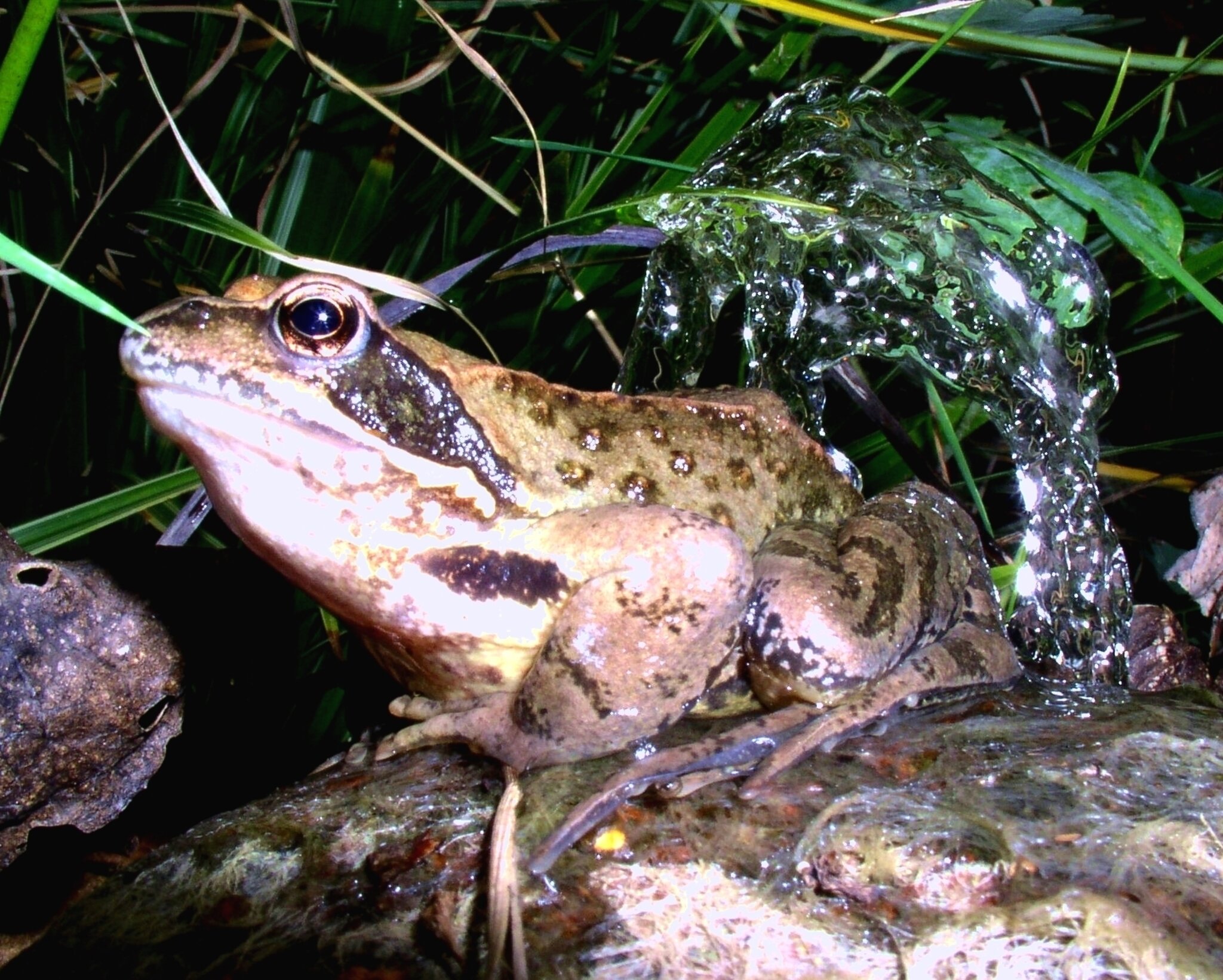 Wenn der Frosch zum Duschen kommt - Barsinghausen