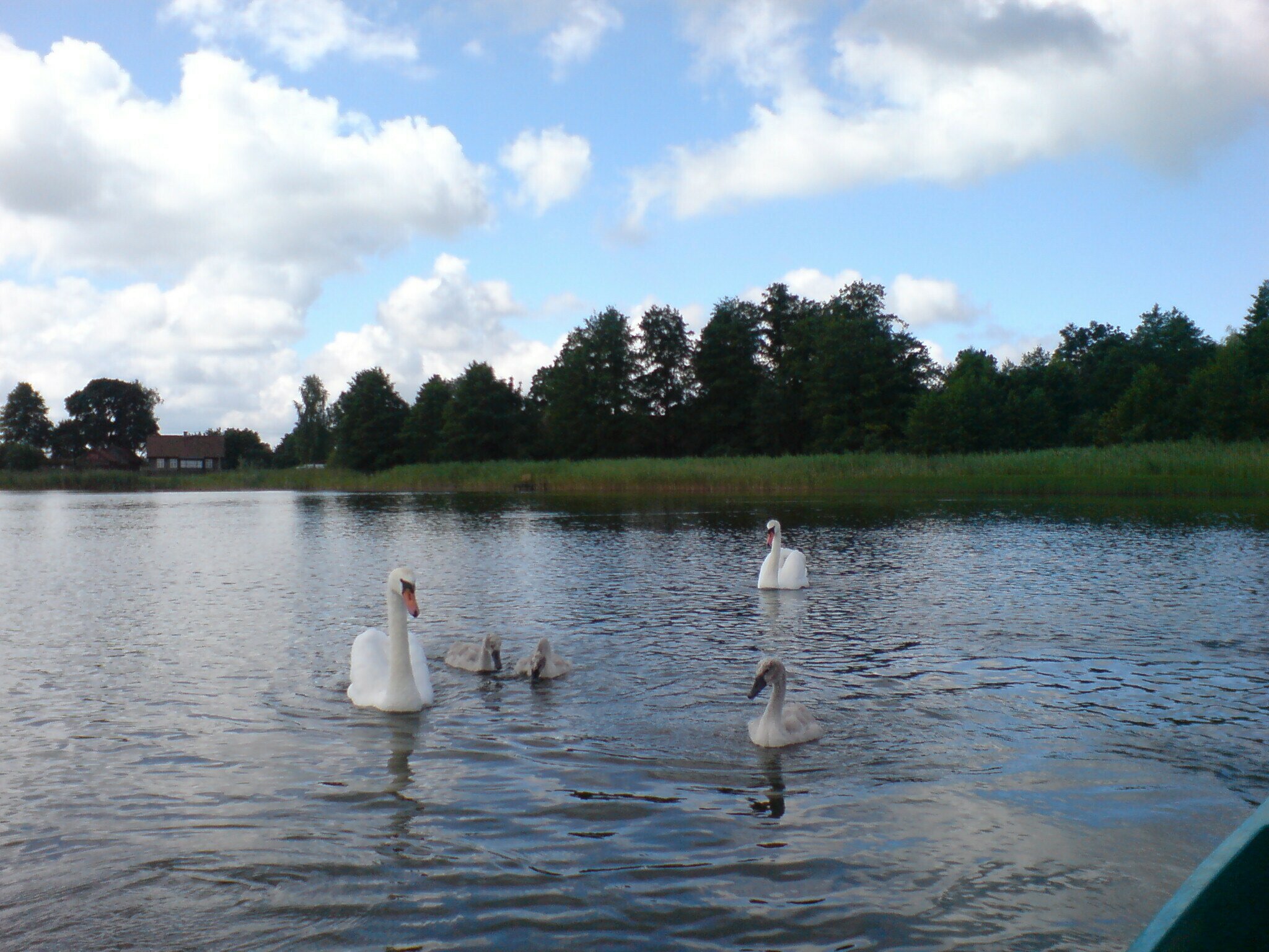 Schwäne in Masuren - Korbach