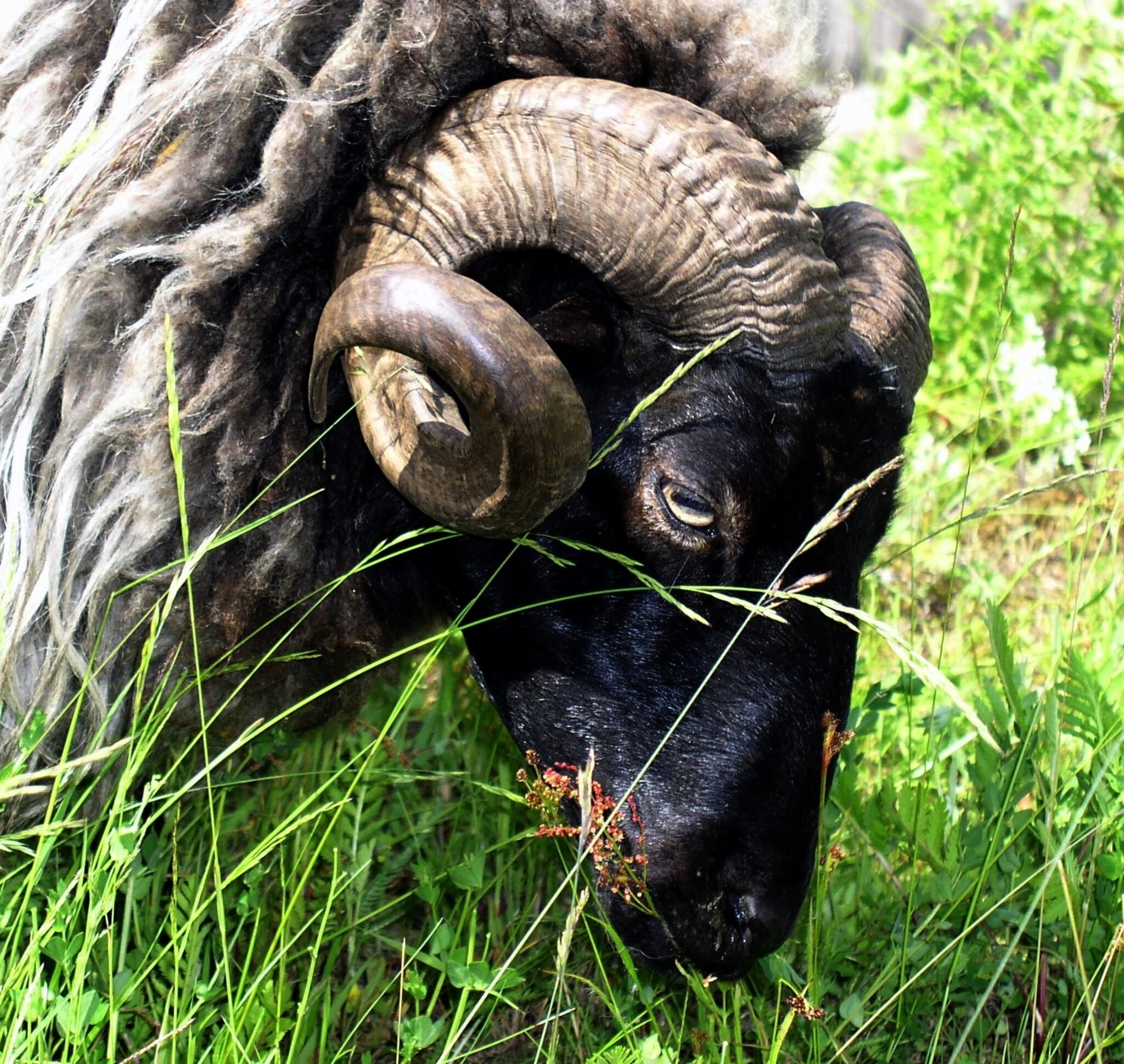 Wandertag mit Heidschnucken - Soltau