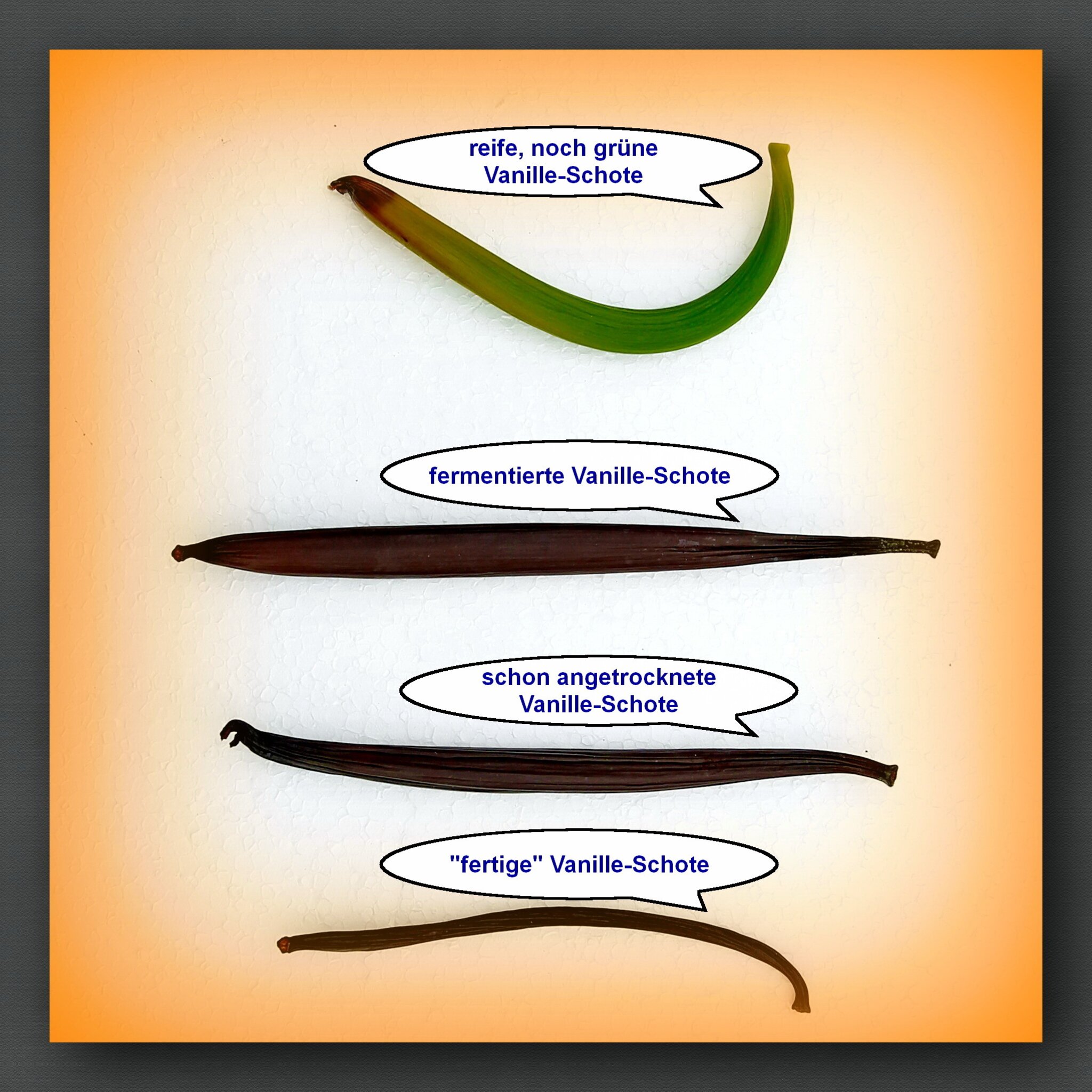 Meine erste Vanille-Ernte ... und warum echte Vanille so teuer ist ...