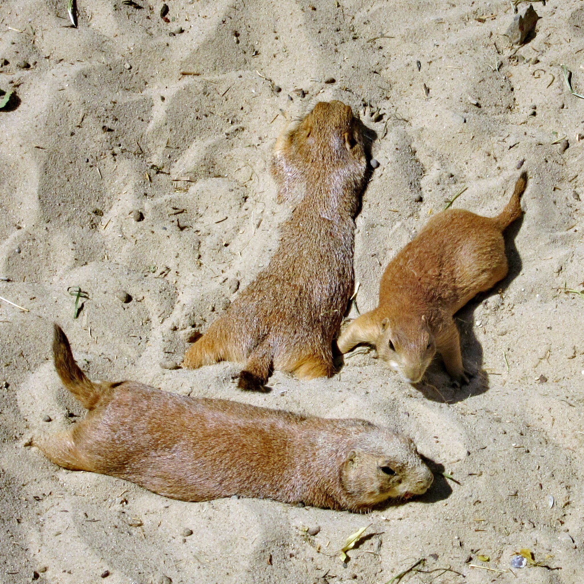 HEIßER SAND UND EIN VERLORENES LAND UND EIN LEBEN IN GEFAHR ...