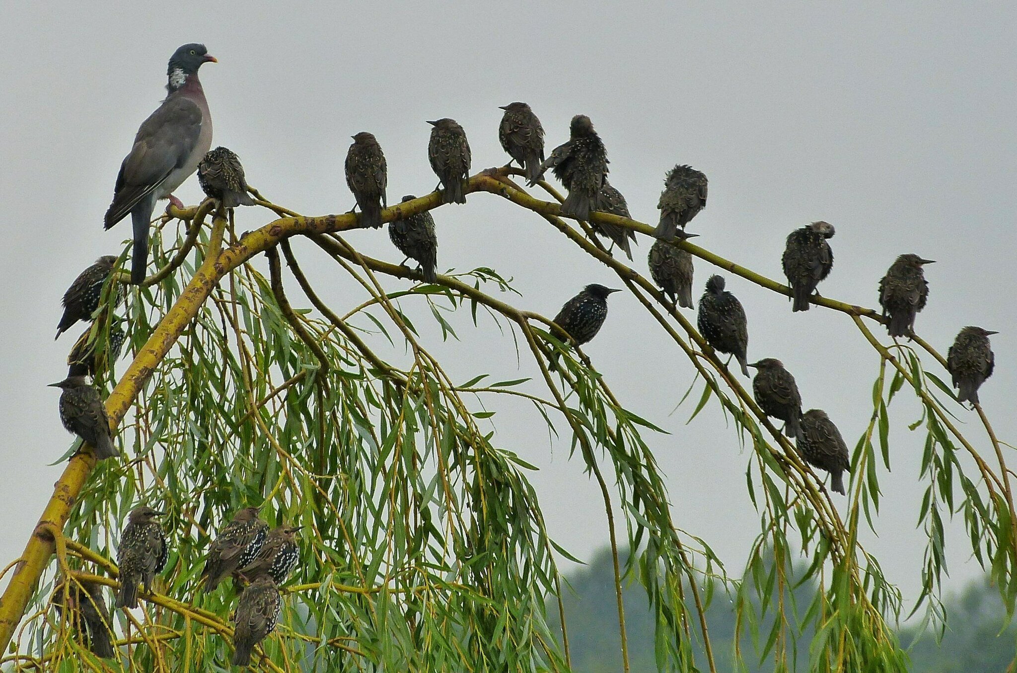 Heute wurde unser "Vogelbaum" mal wieder als "echter" Vogelbaum genutzt ...
