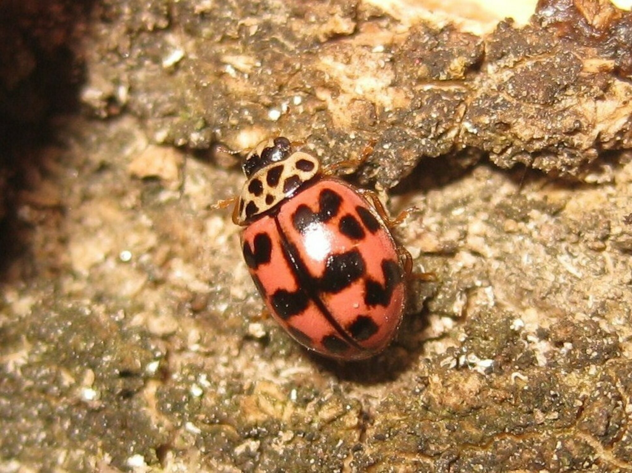 Kugeliger Marienkäfer (Oenopia conglobata) - Donauwörth
