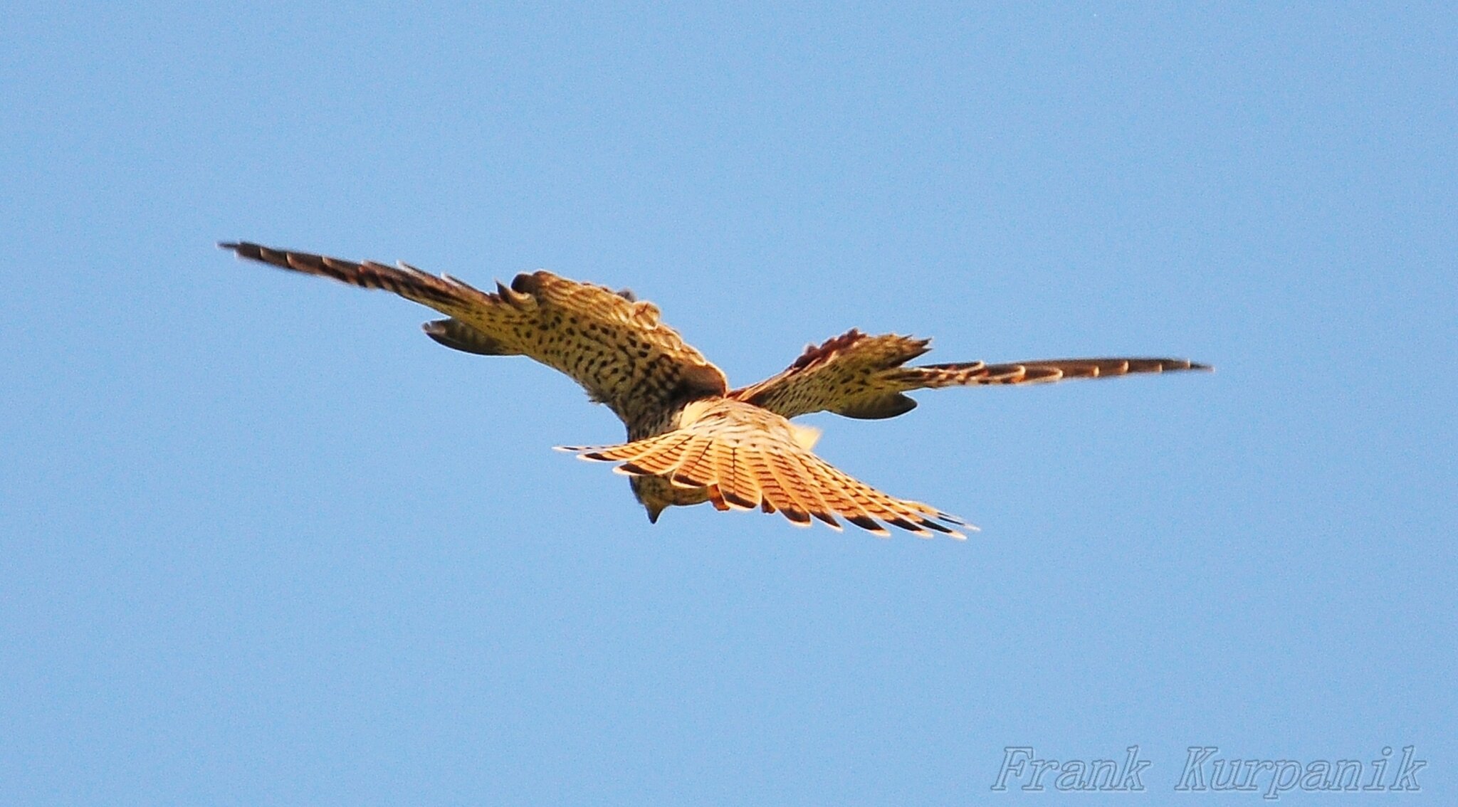 Falke im Rüttelflug - Burgdorf