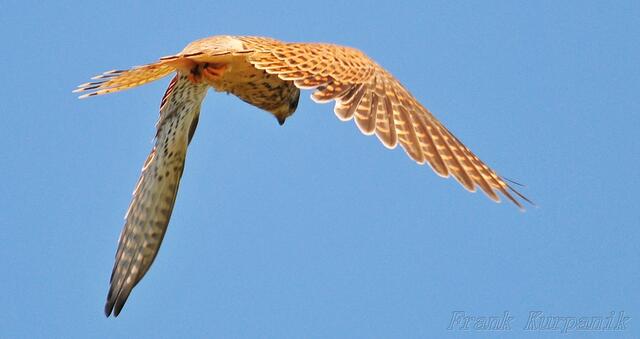Falke im Rüttelflug - Burgdorf