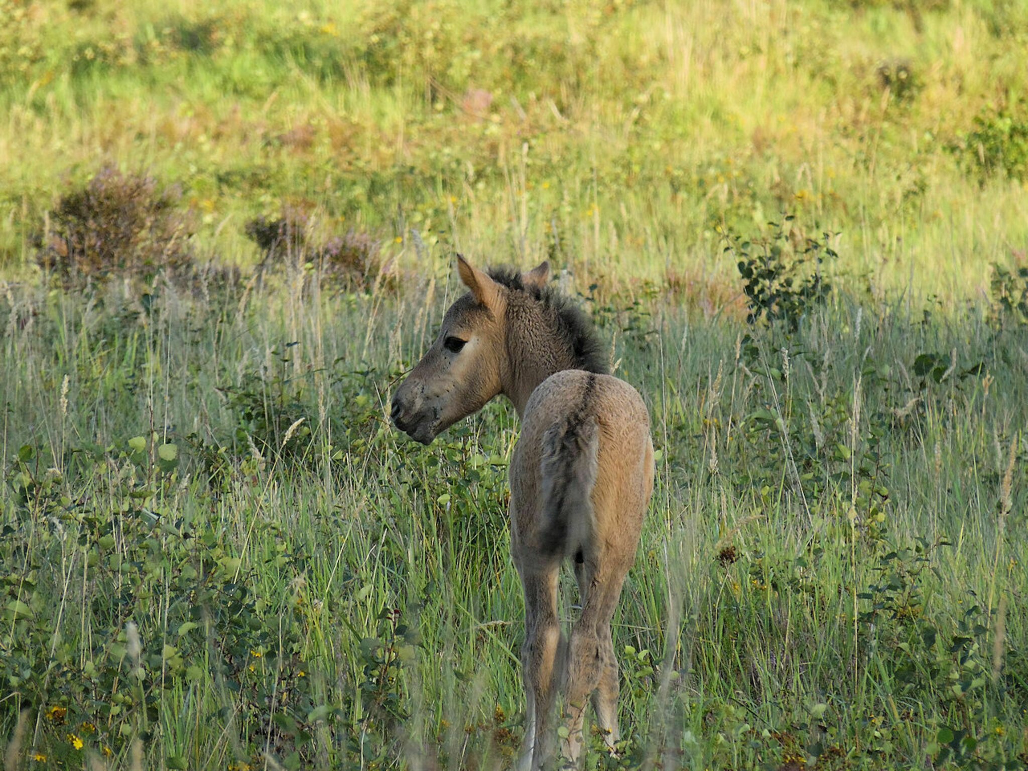 Konik- Pferde in der Oranienbaumer Heide - Nordhausen