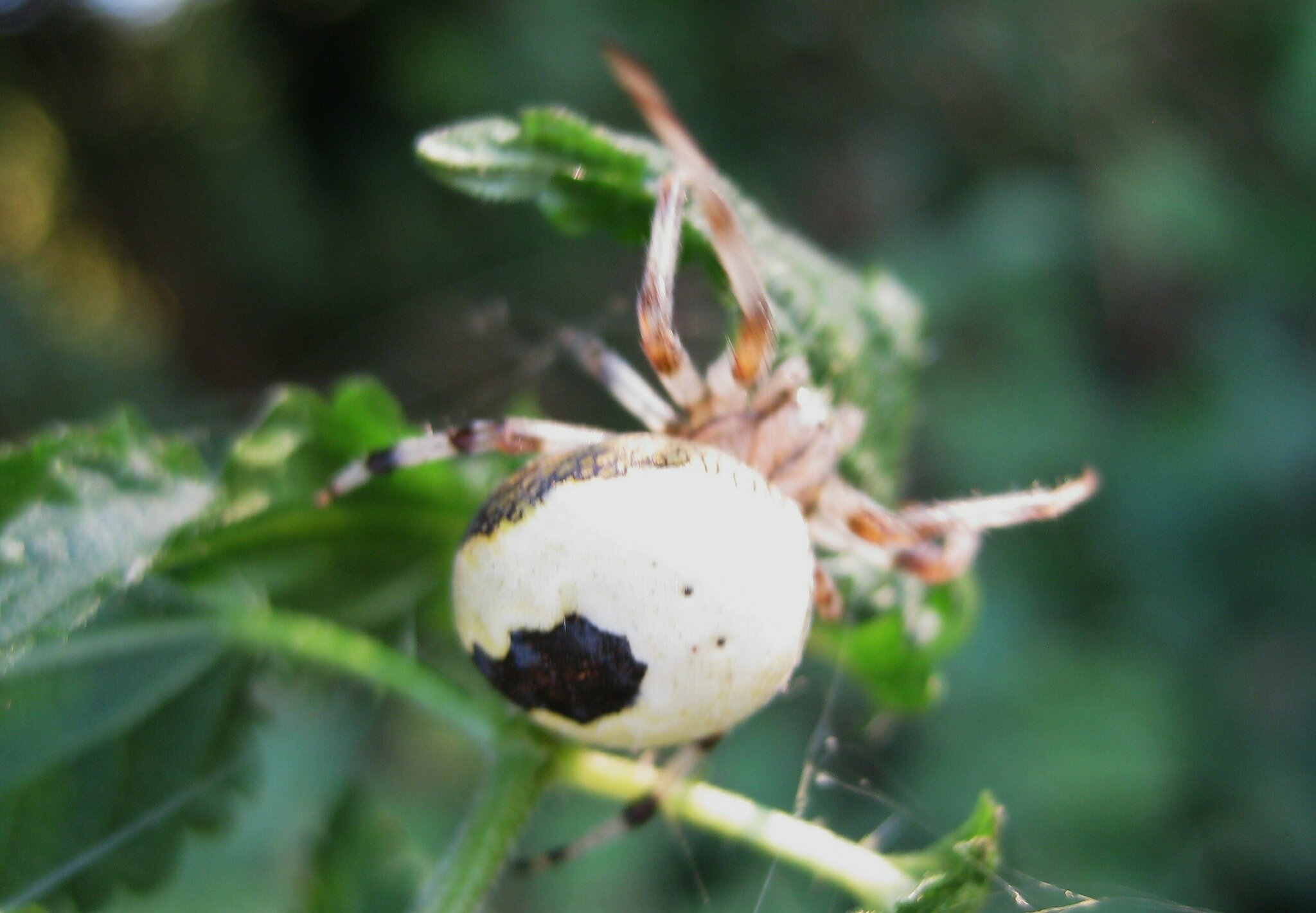 Marmorierte Kreuzspinne (Araneus marmoreus f. pyramidatus) - Donauwörth