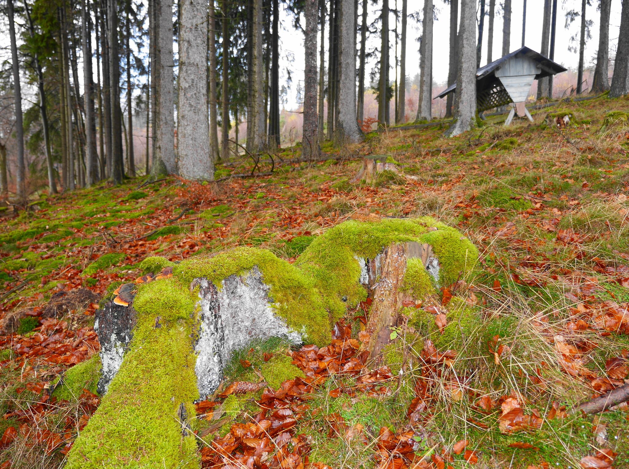Die Kirche der Natur - Angelburg