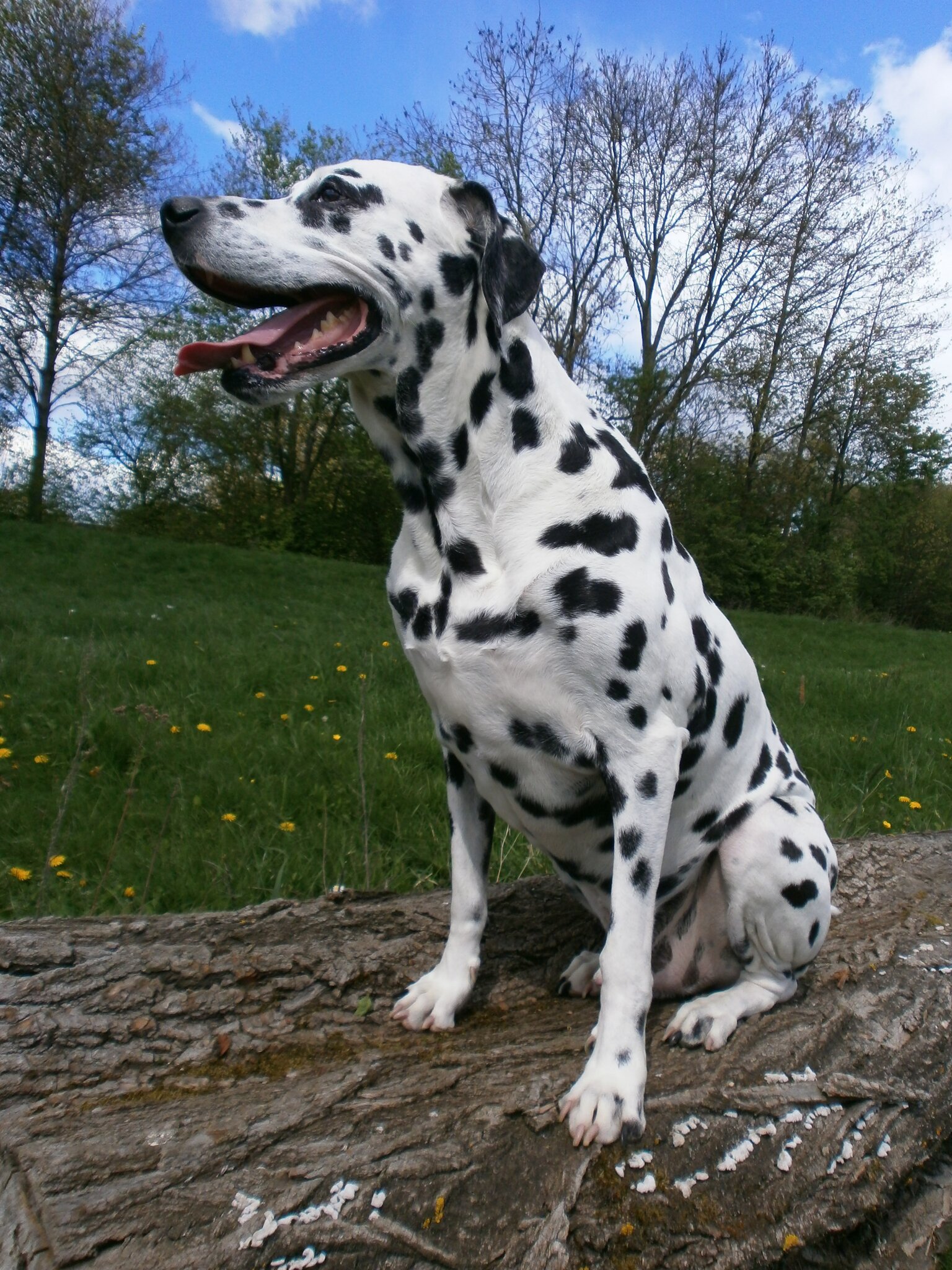 Treuer Begleiter durch alle Zeiten- Der Hund- - Heuchelheim