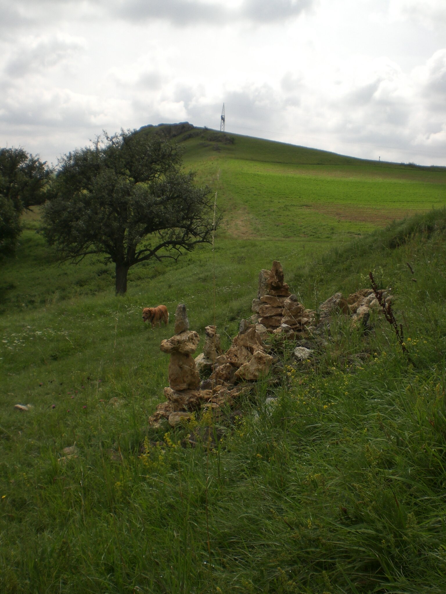 Spaziergänge mit Luna, Golden Retriever, Langenberg, Am Rande des Ries ...