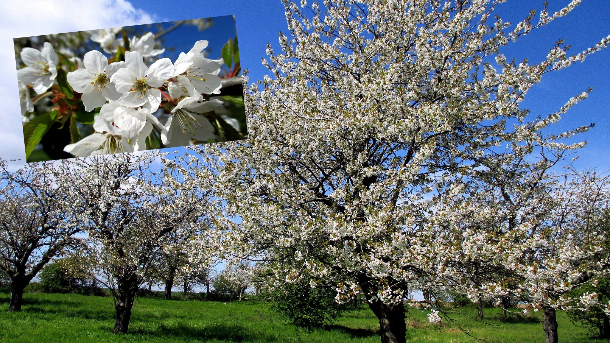 Die Kirschen in der Nebraer Stadtplantage stehen in voller Blüte mit ...