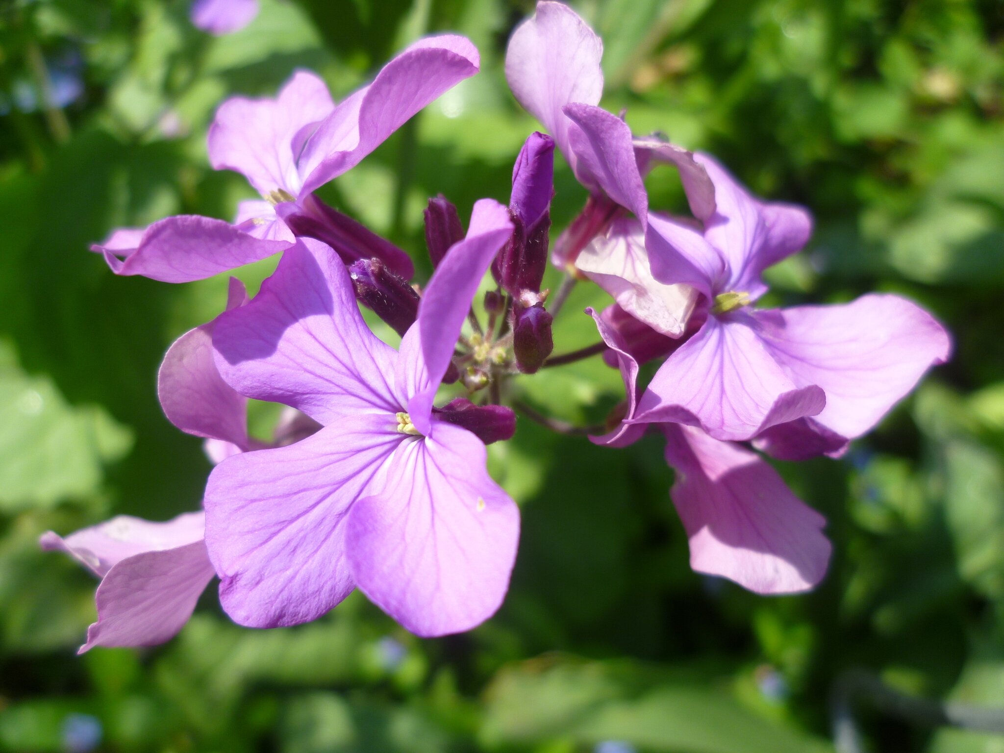 Mailied (Johann Wolfgang von Goethe- 1749-1832) - Sehnde