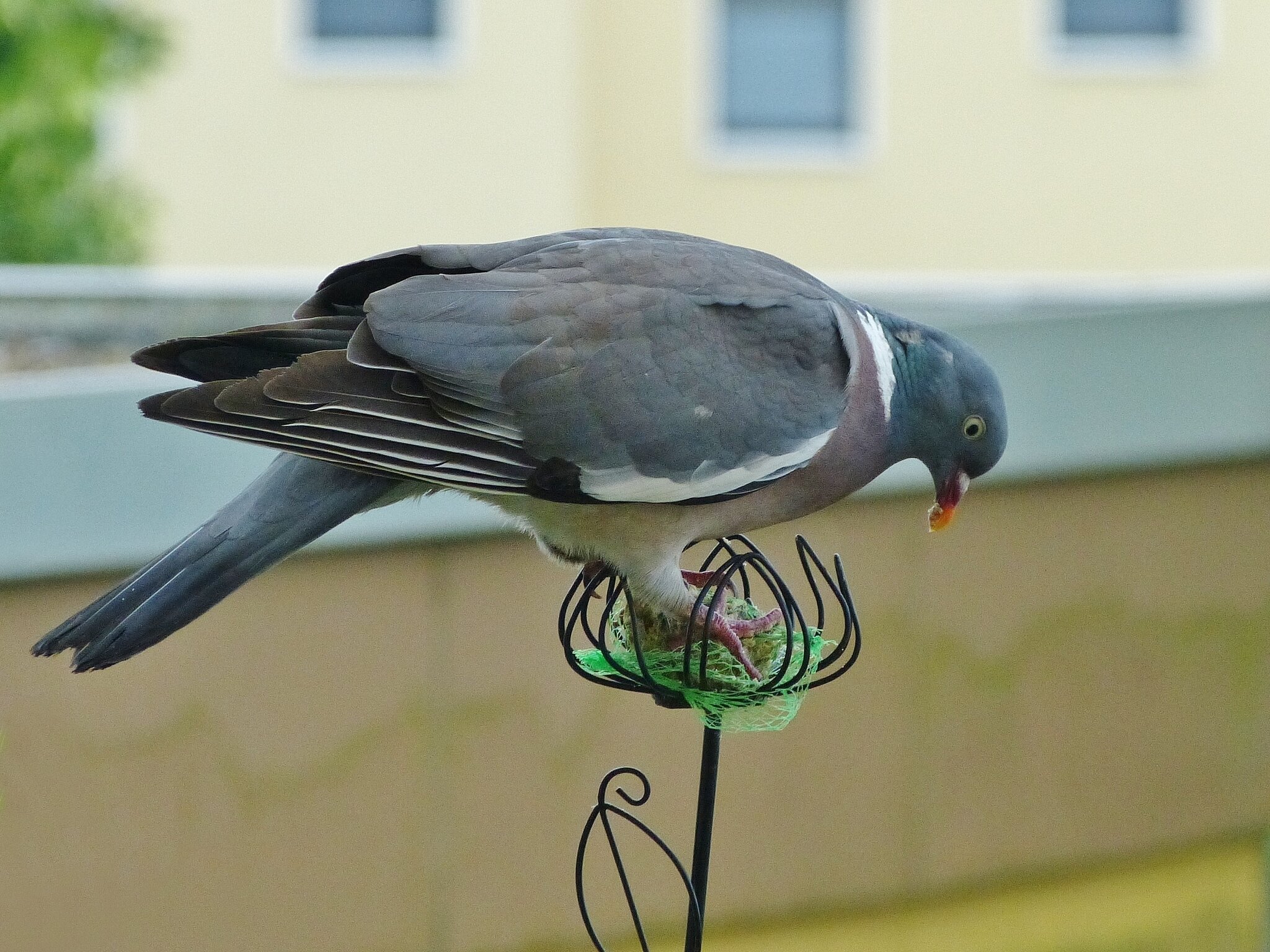 Auch die dicken Tauben mögen unsere Meisenknödel... - Laatzen