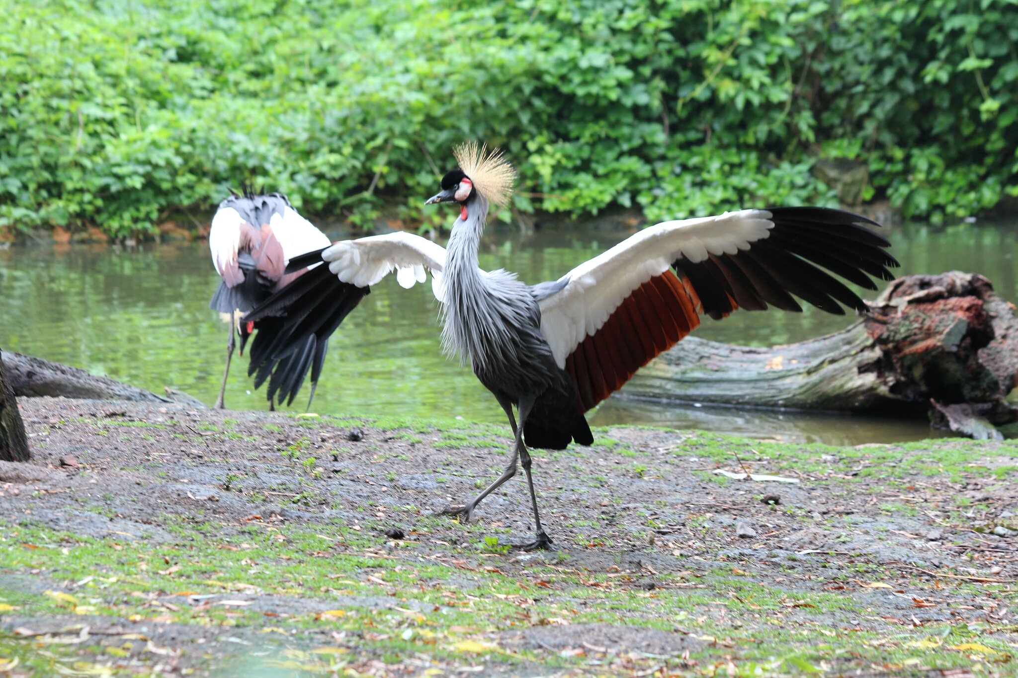 Fotoausflug in den Zoo Hannover - nicht ganz trocken - - Lehrte