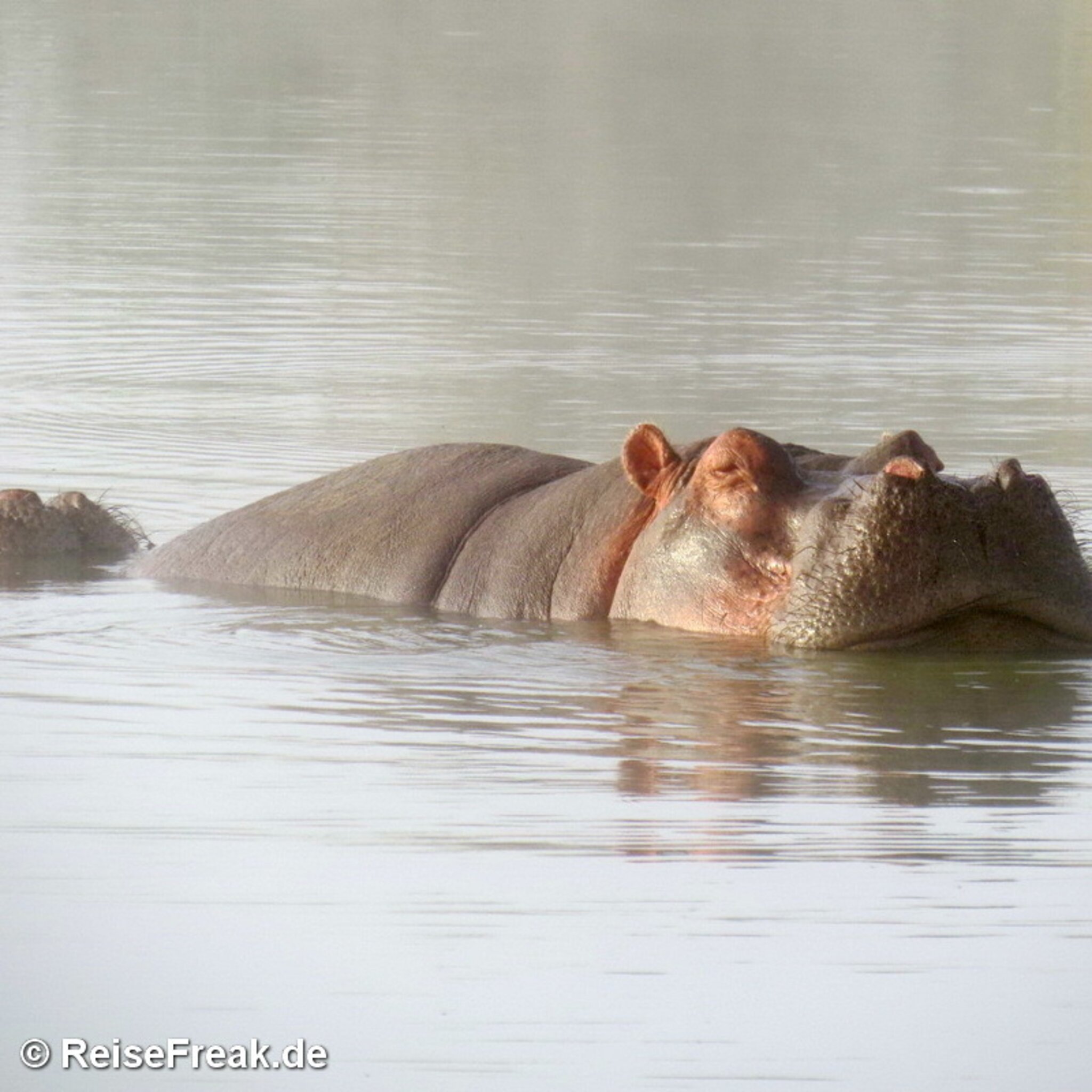 Ditholo Game Lodge: Relaxen am Hippo Pool. Safari Südafrika ...