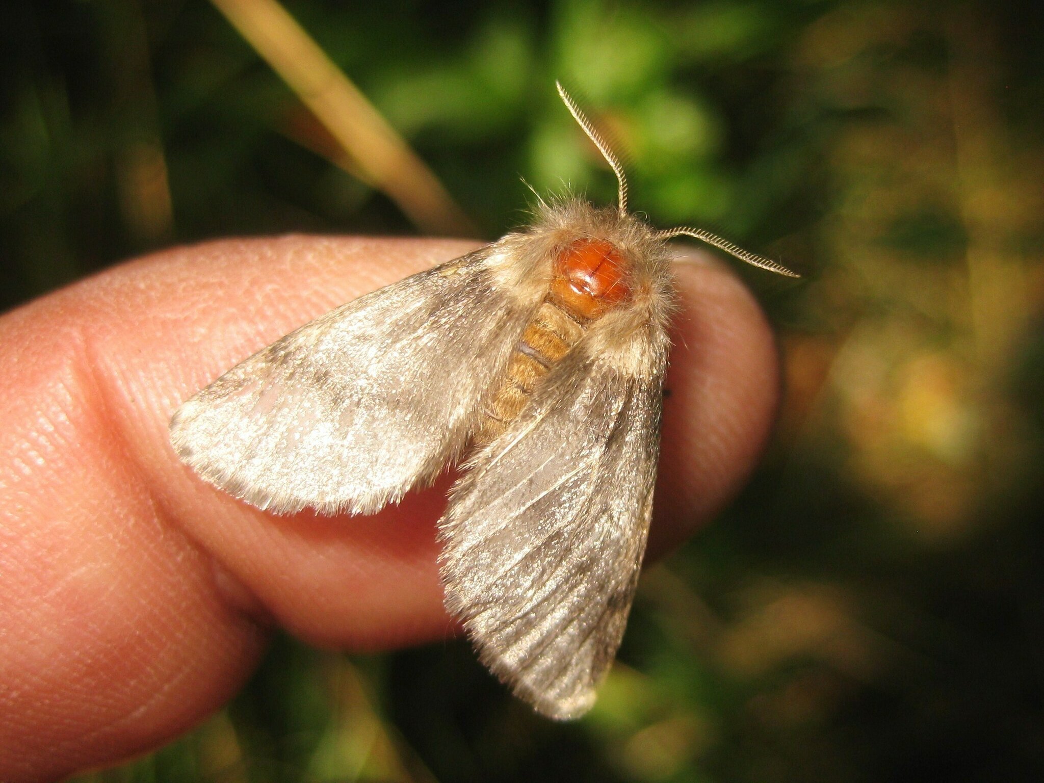 Eichen-Prozessionsspinner (Thaumetopoea processionea) - Harburg (BY)