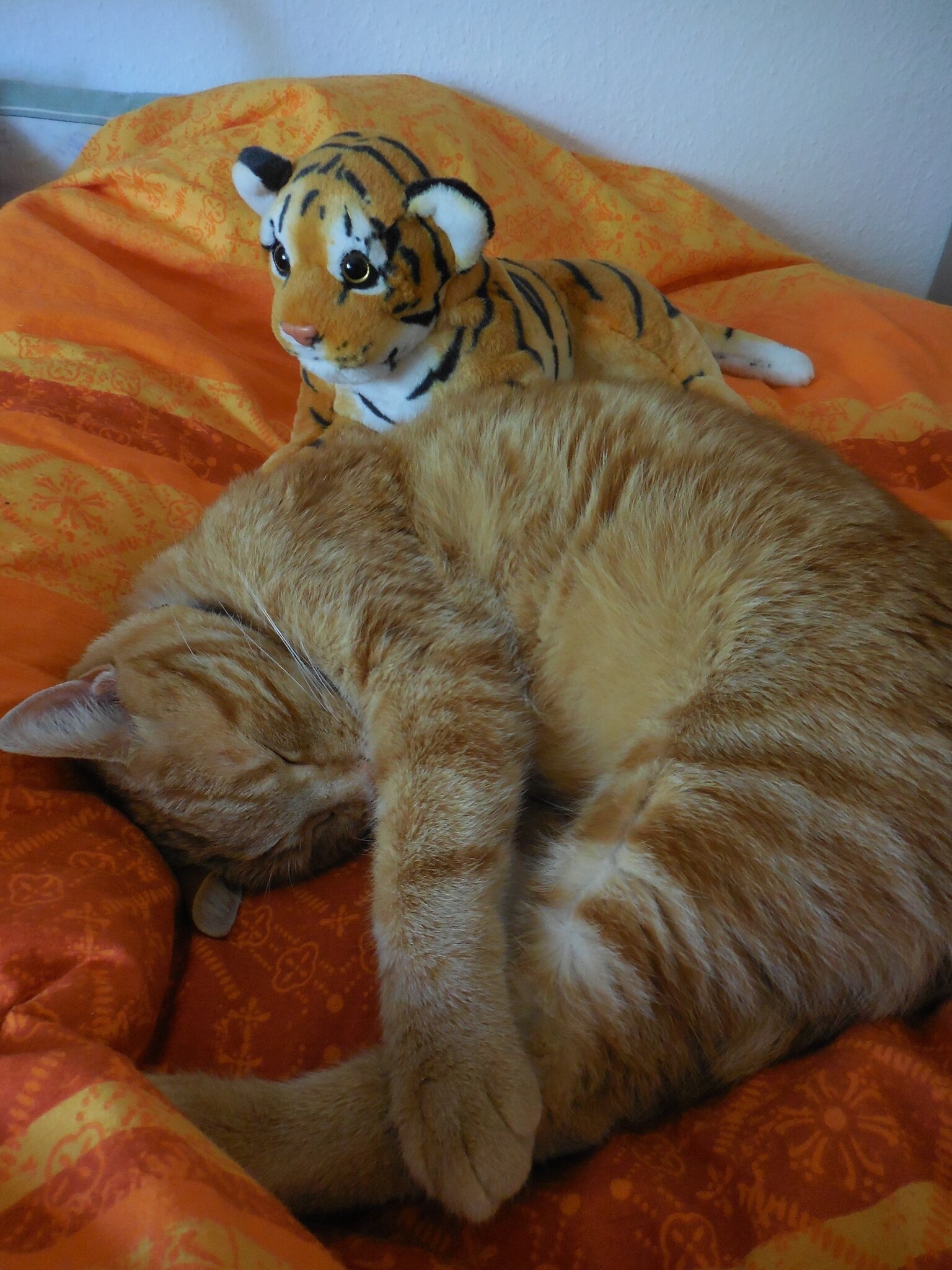 Sammy & Tiger-Lilli - Korbach