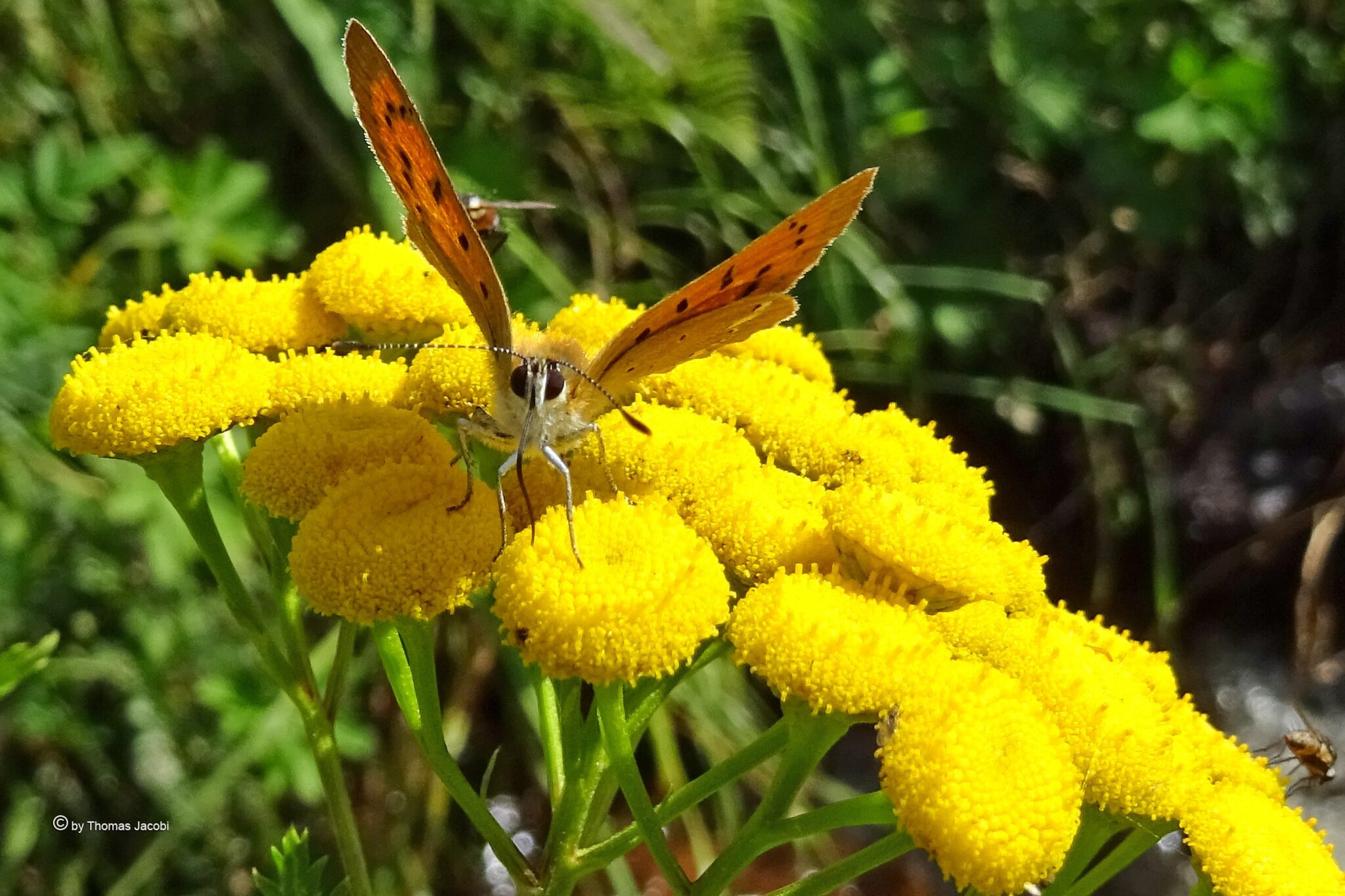 Großer Feuerfalter (Lycaena dispar) - Annaberg-Buchholz