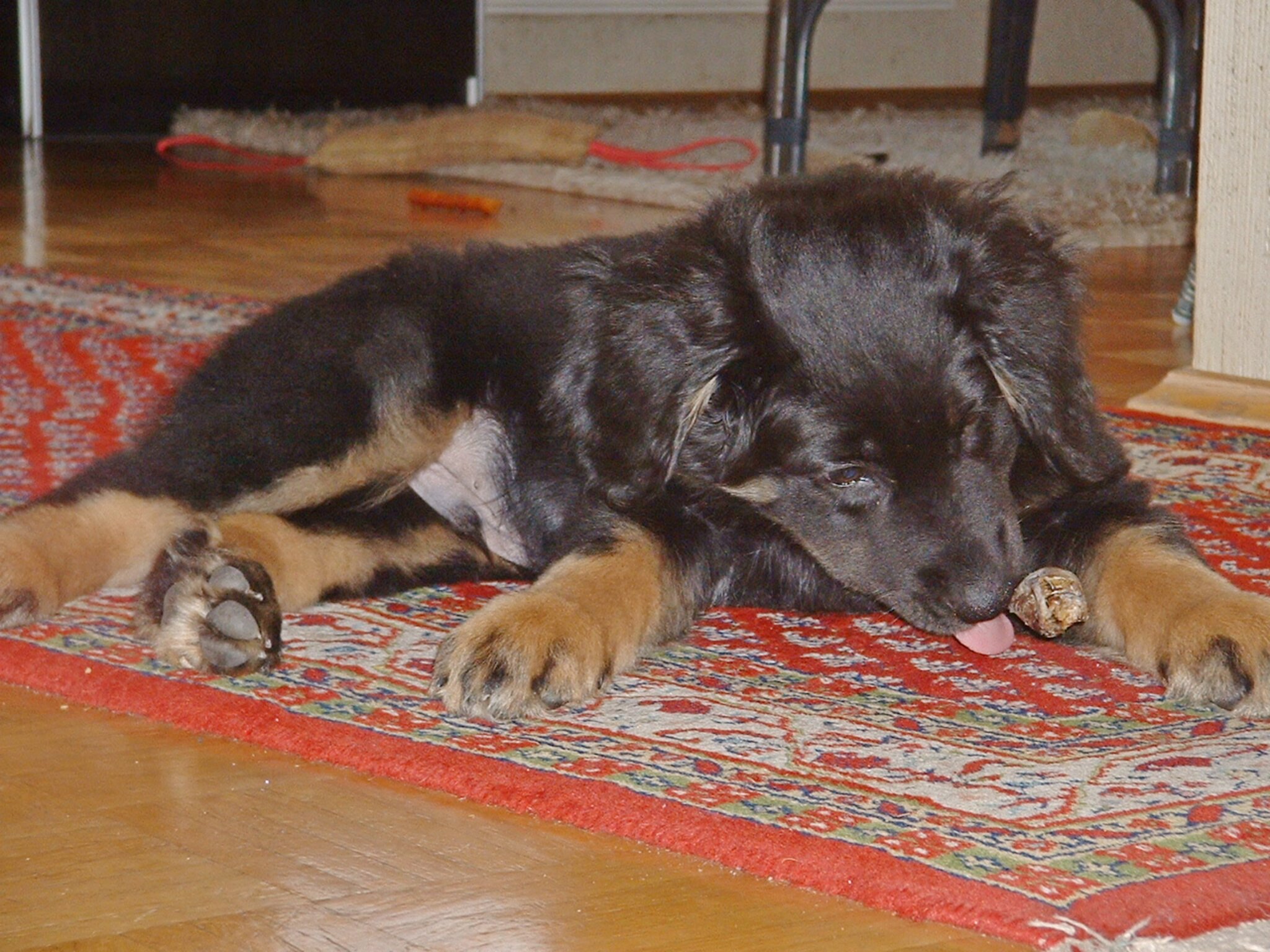 Meine Hunde - Cato mit der kleinen Zunge - Duisburg